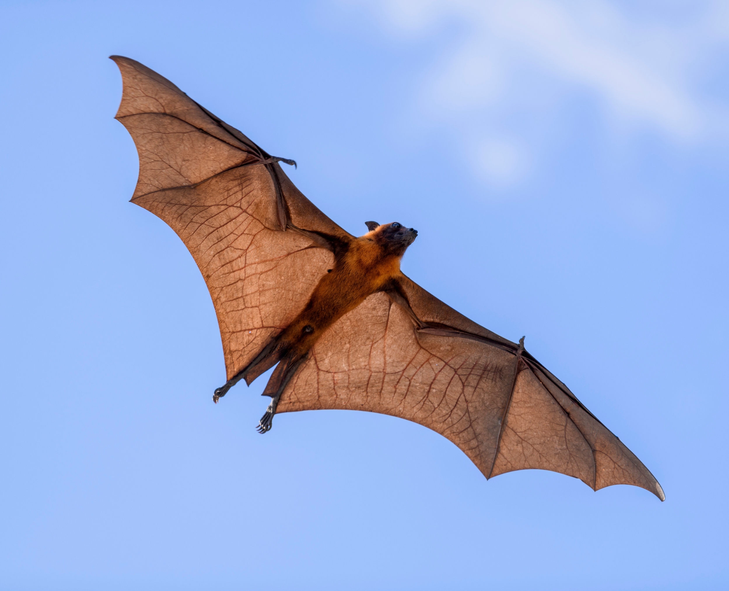 Another bat virus is infecting humans - and it’s gone unnoticed - Earth.com