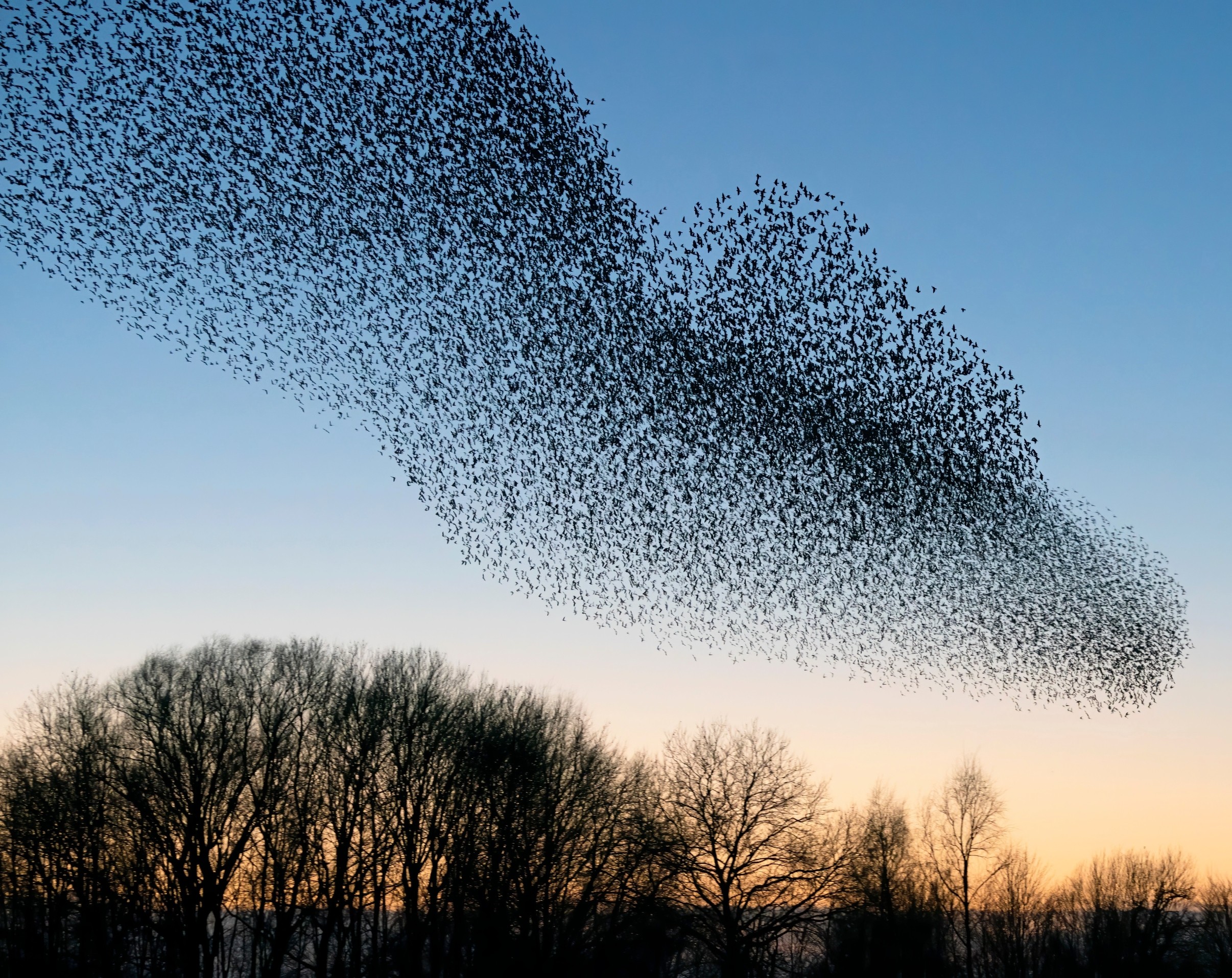 Animal swarms are revealing a new kind of intelligence - Earth.com