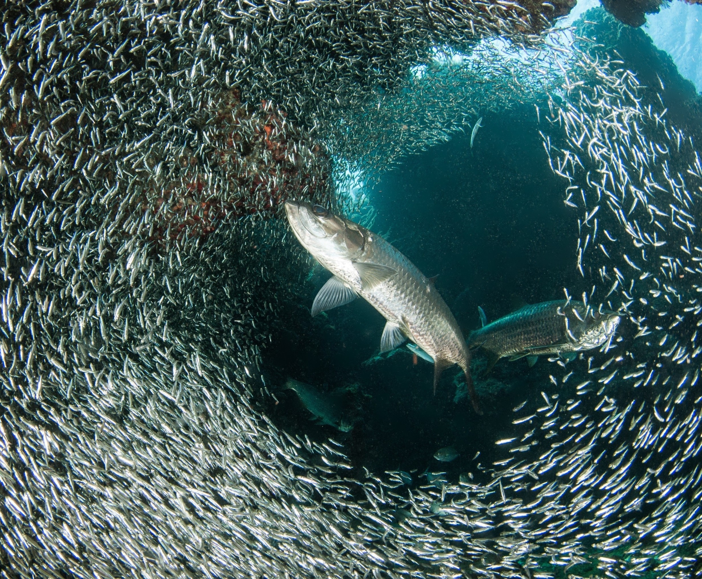 Fish are working harder for less food as oceans warm - Earth.com