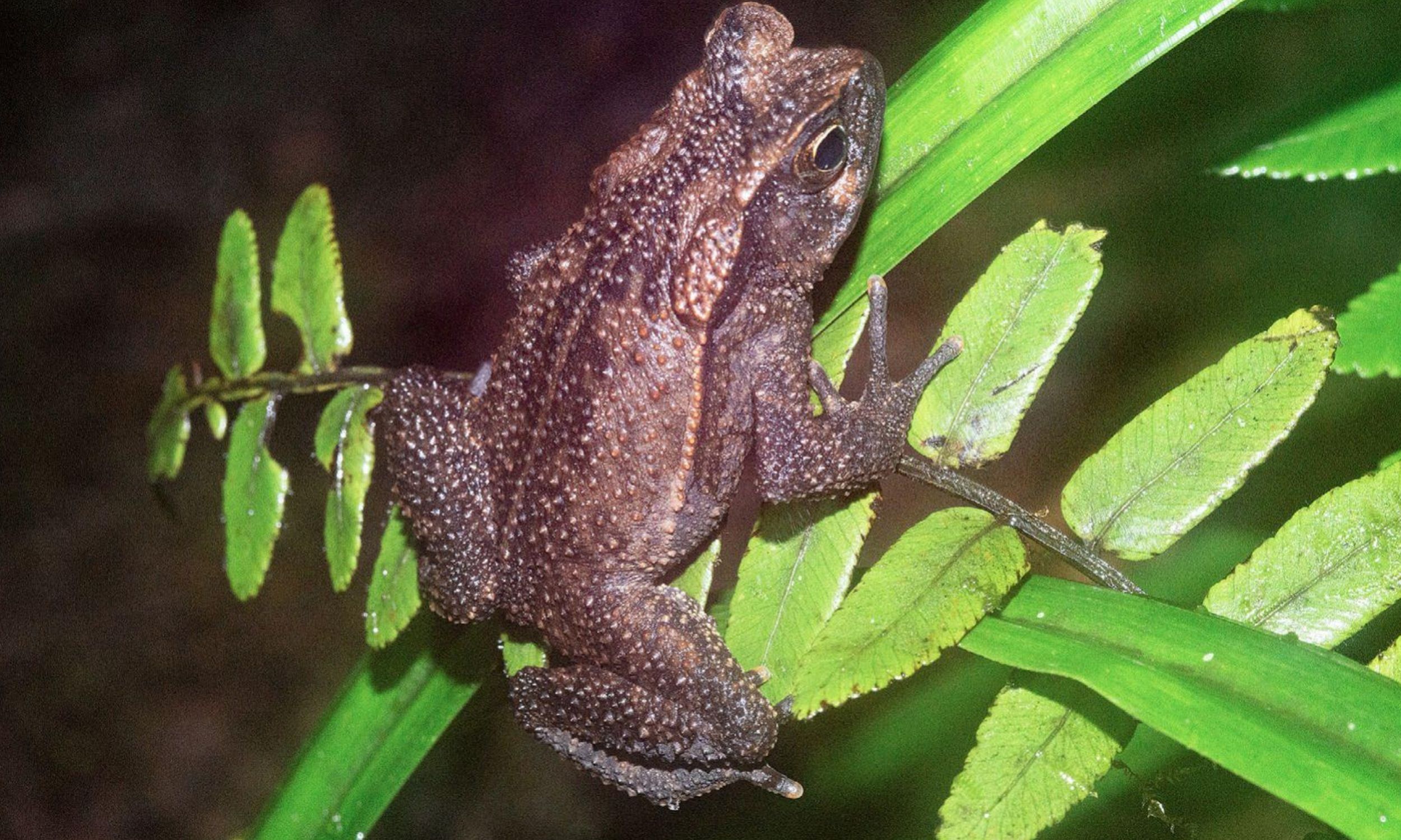 Misidentified toad in Guyana turns out to be a new species Earth.com