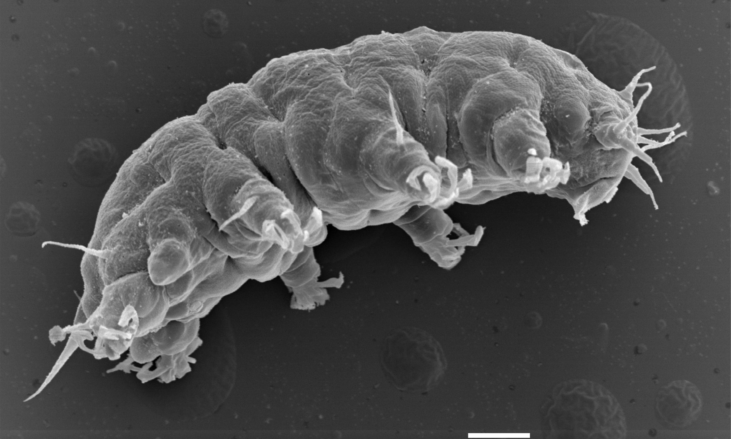 Scientists rediscover "water bears" off the coast of Malaysia - Earth.com