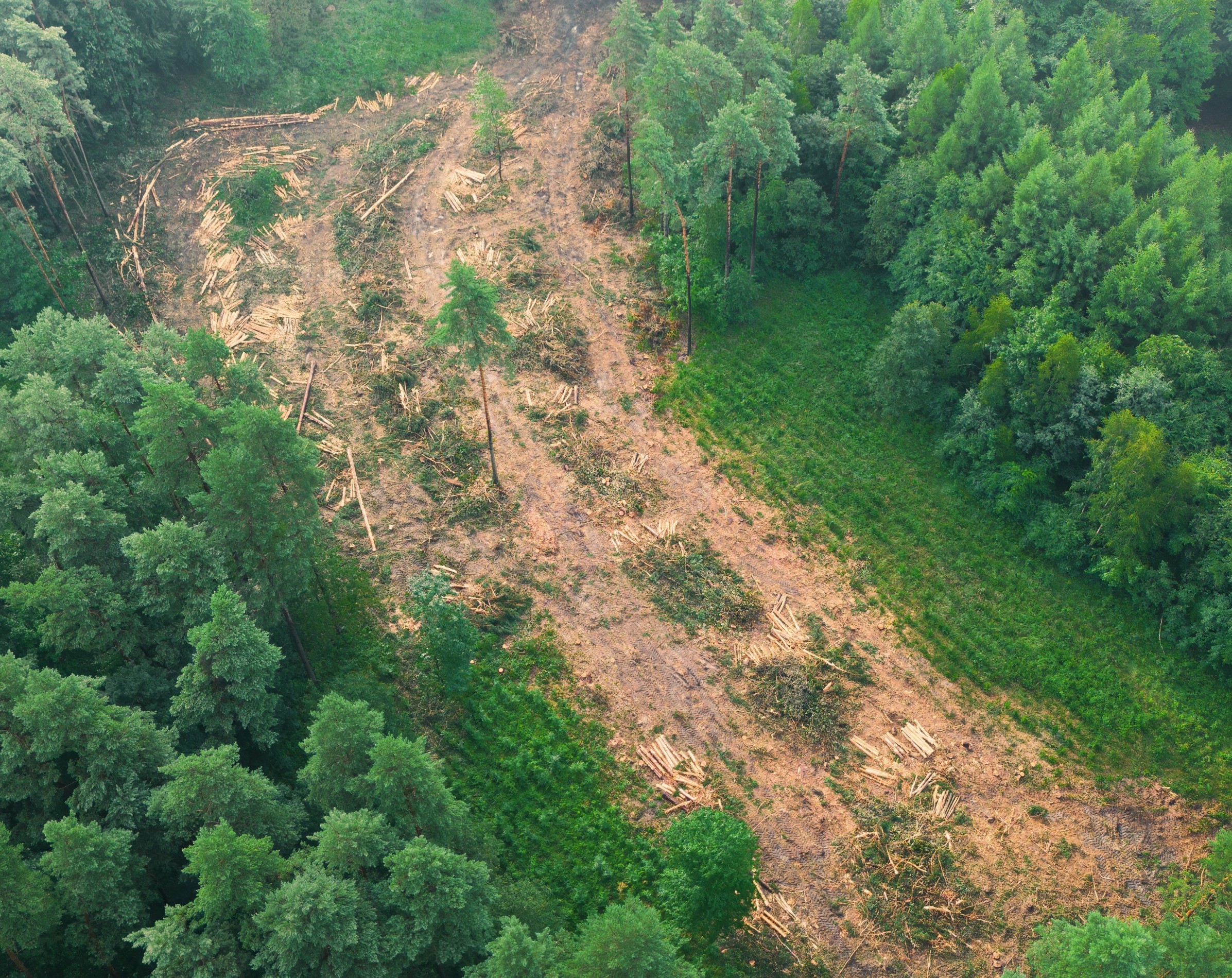 Land-use changes raise the risk of diseases spreading to humans - Earth.com