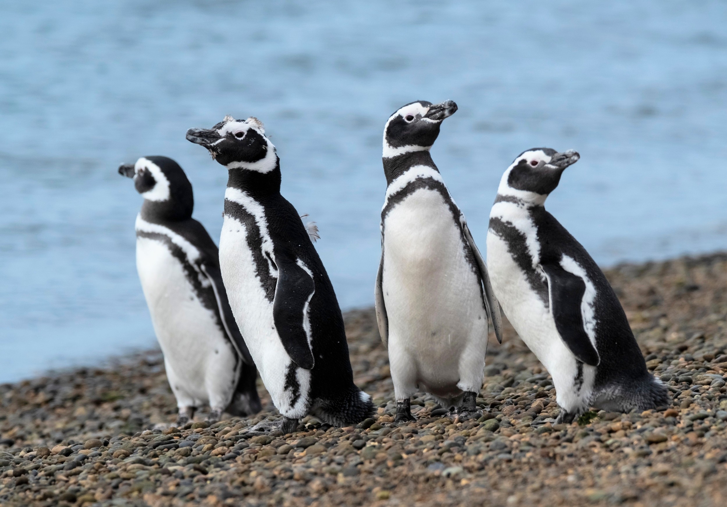 Pumas are killing thousands of penguins, but the story isn't over ...