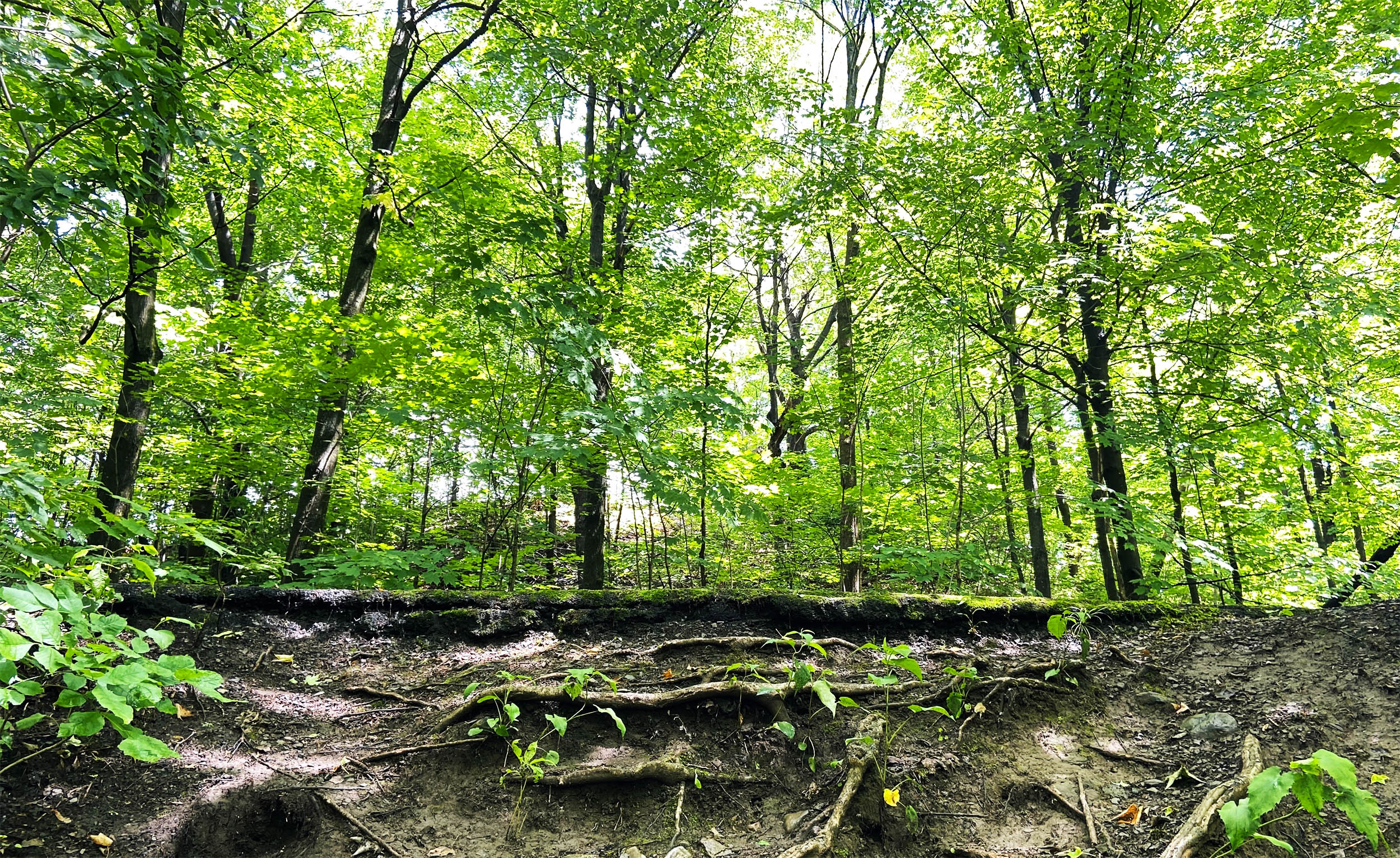 Forests are responding to the warming climate in surprising ways ...