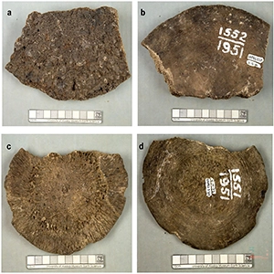Mammoth bone mystery takes an unexpected turn, sparking debate - Earth.com