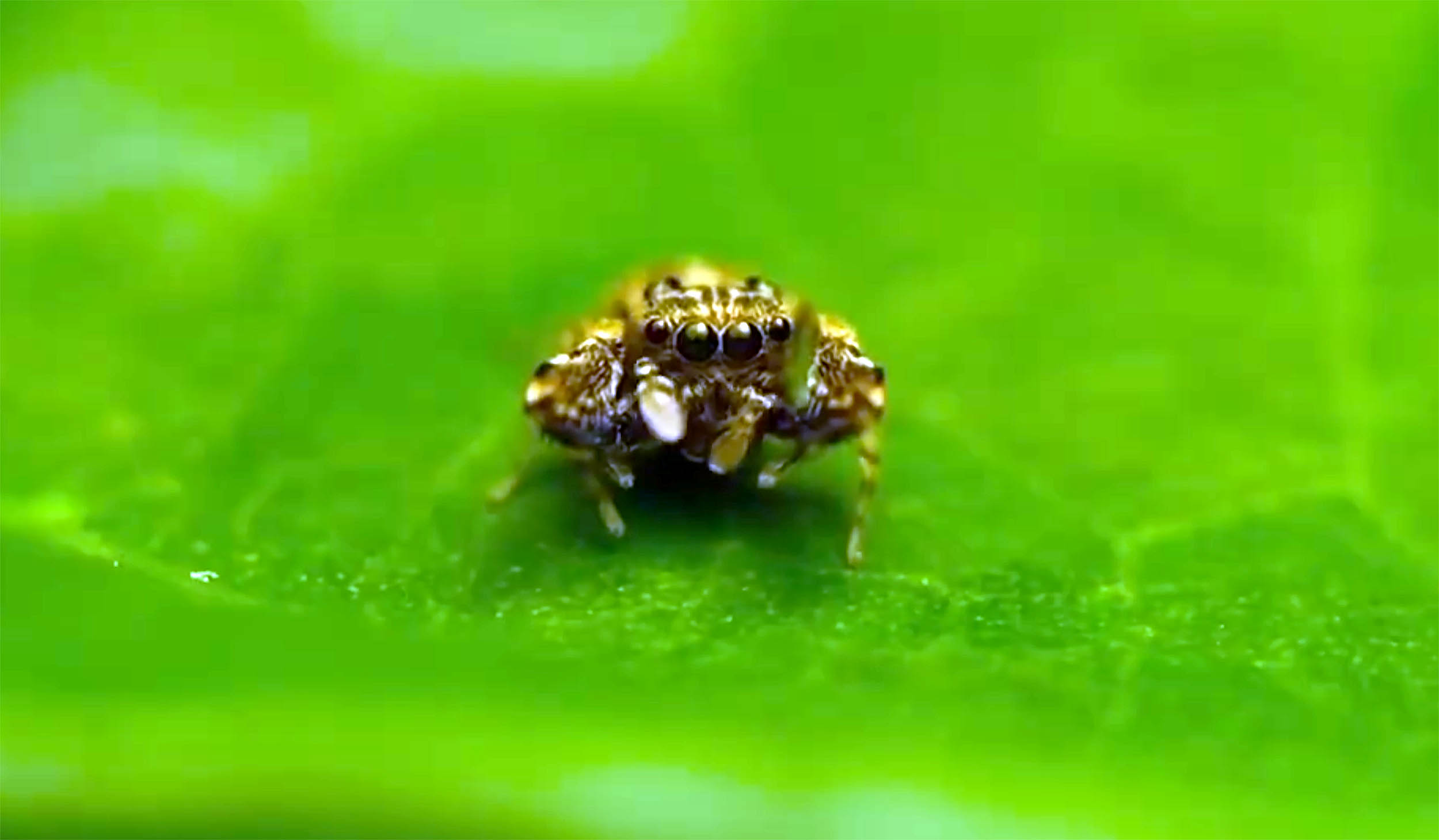 Rare jumping spider species rediscovered after 123 years - Earth.com