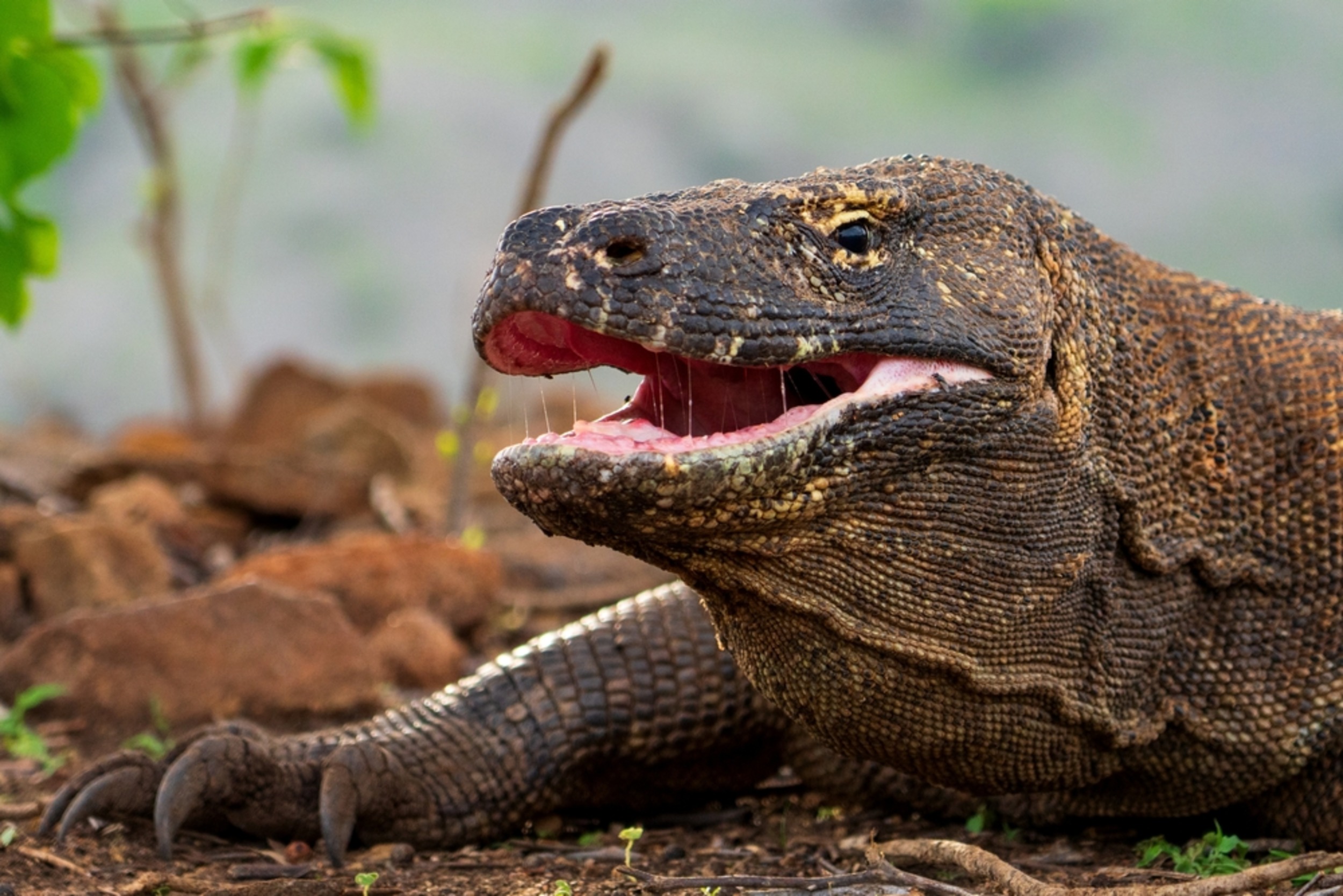 What is the komodo dragon? - Earth.com