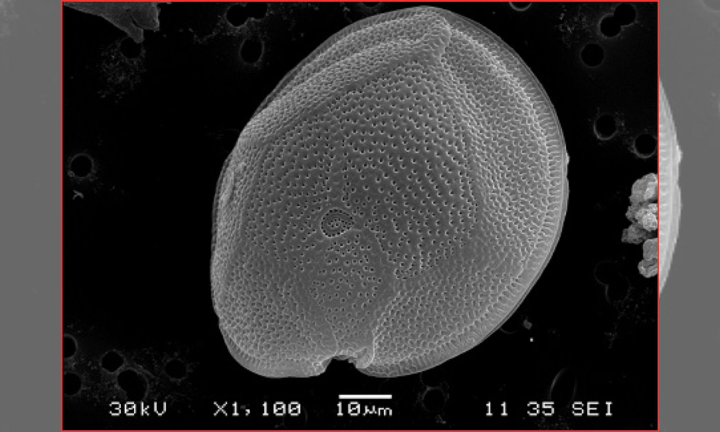 Toxic microalgae could end up on your fish plate - Earth.com