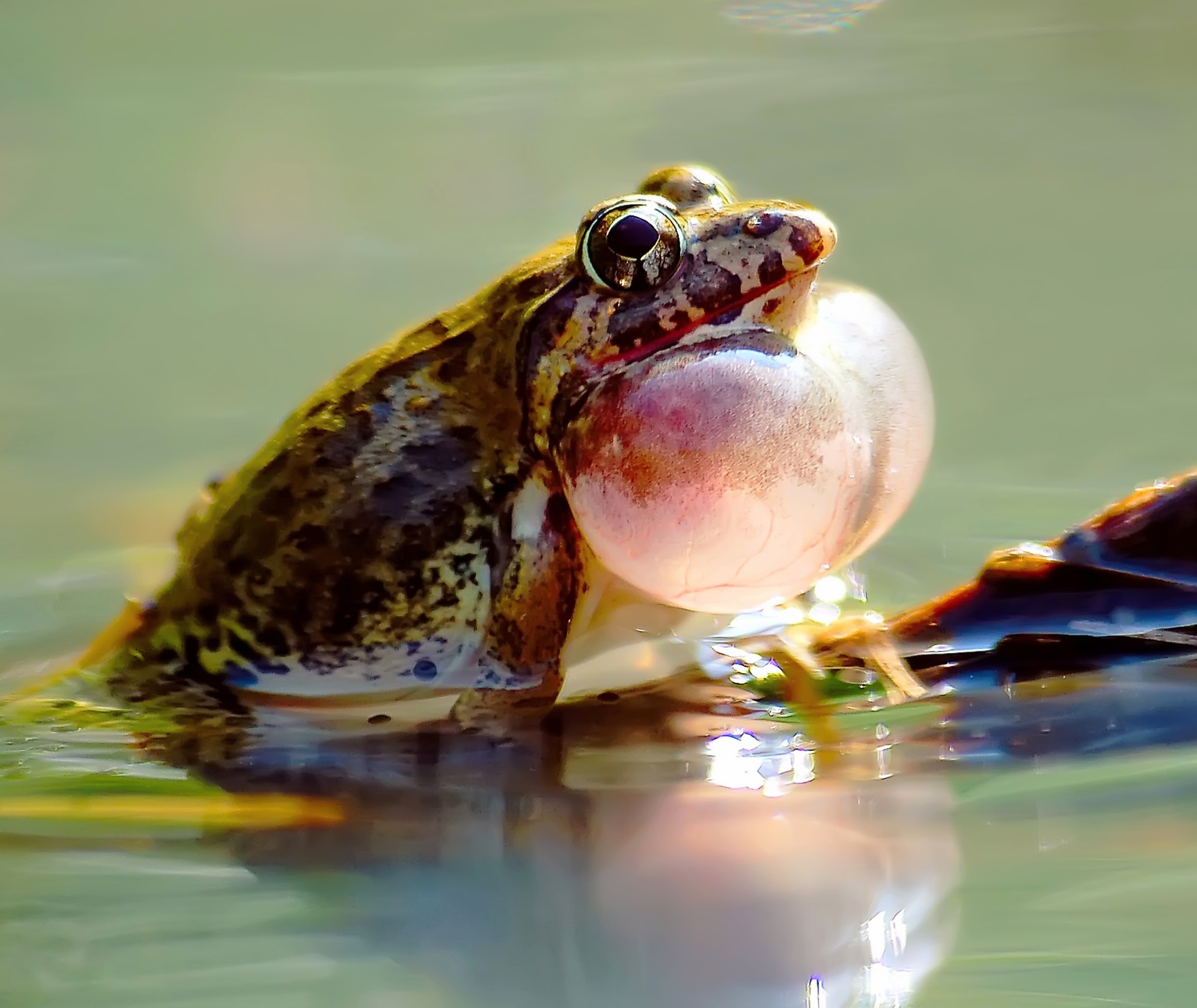 Frog love songs get sexier as pond temperatures rise - Earth.com