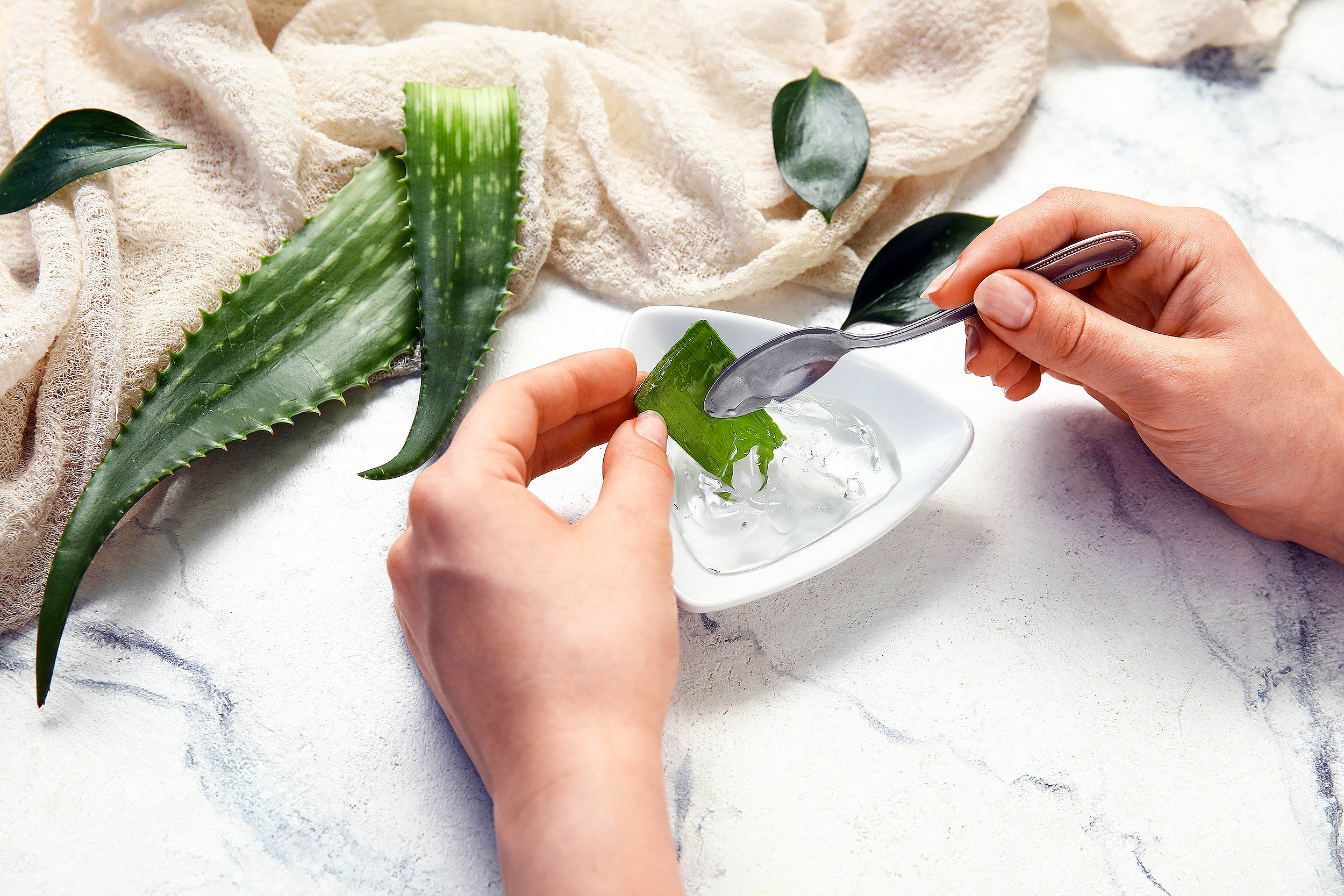 Natural molecules from Aloe vera could help fight Alzheimer’s - Earth.com