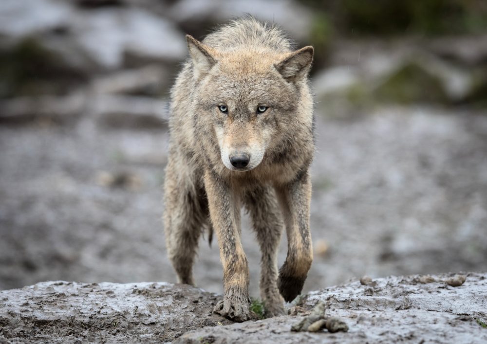 Wolves are forced to work harder for food as winters get warmer - Earth.com