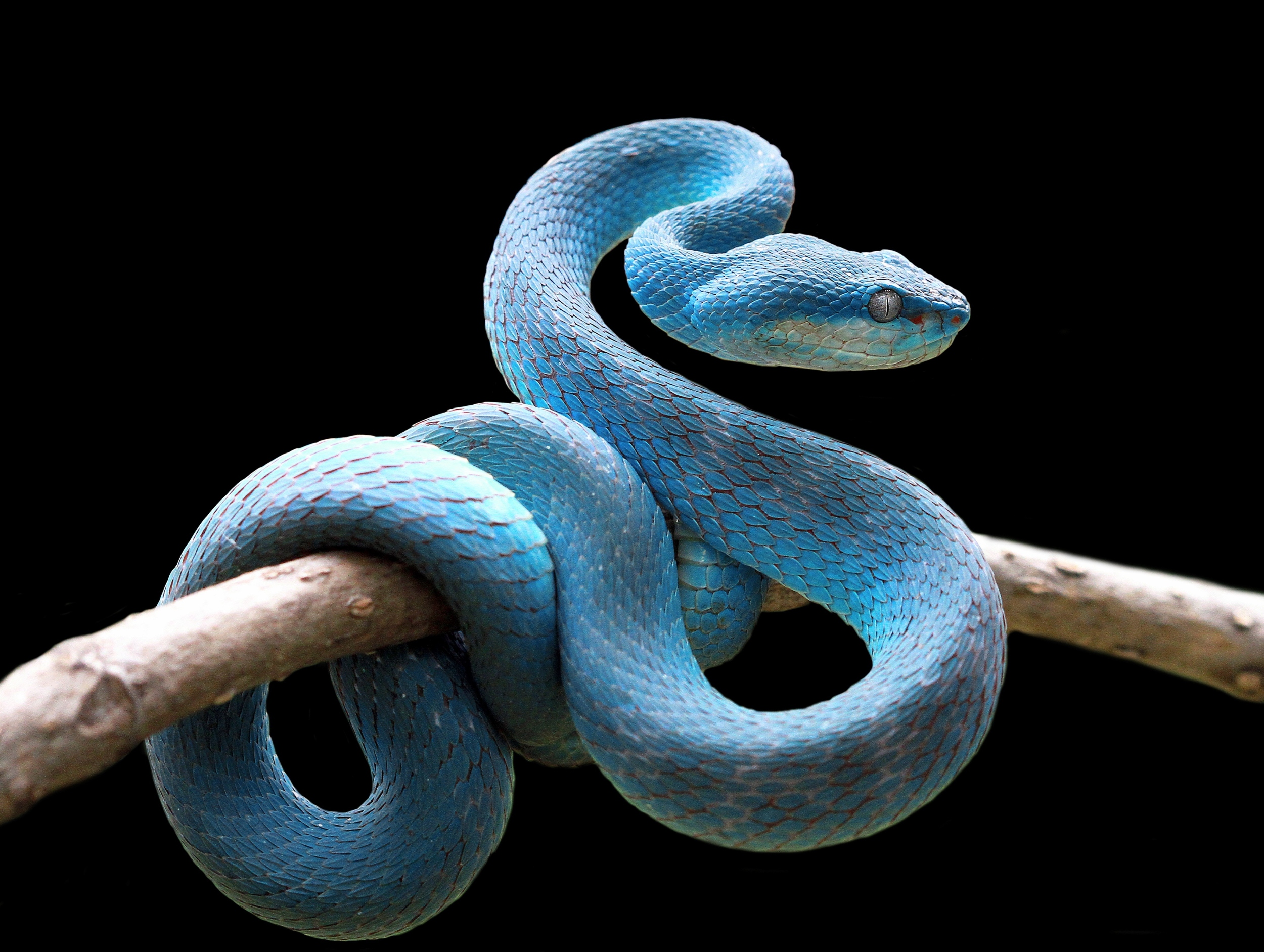 Children’s fear of snakes may begin with everyday language - Earth.com