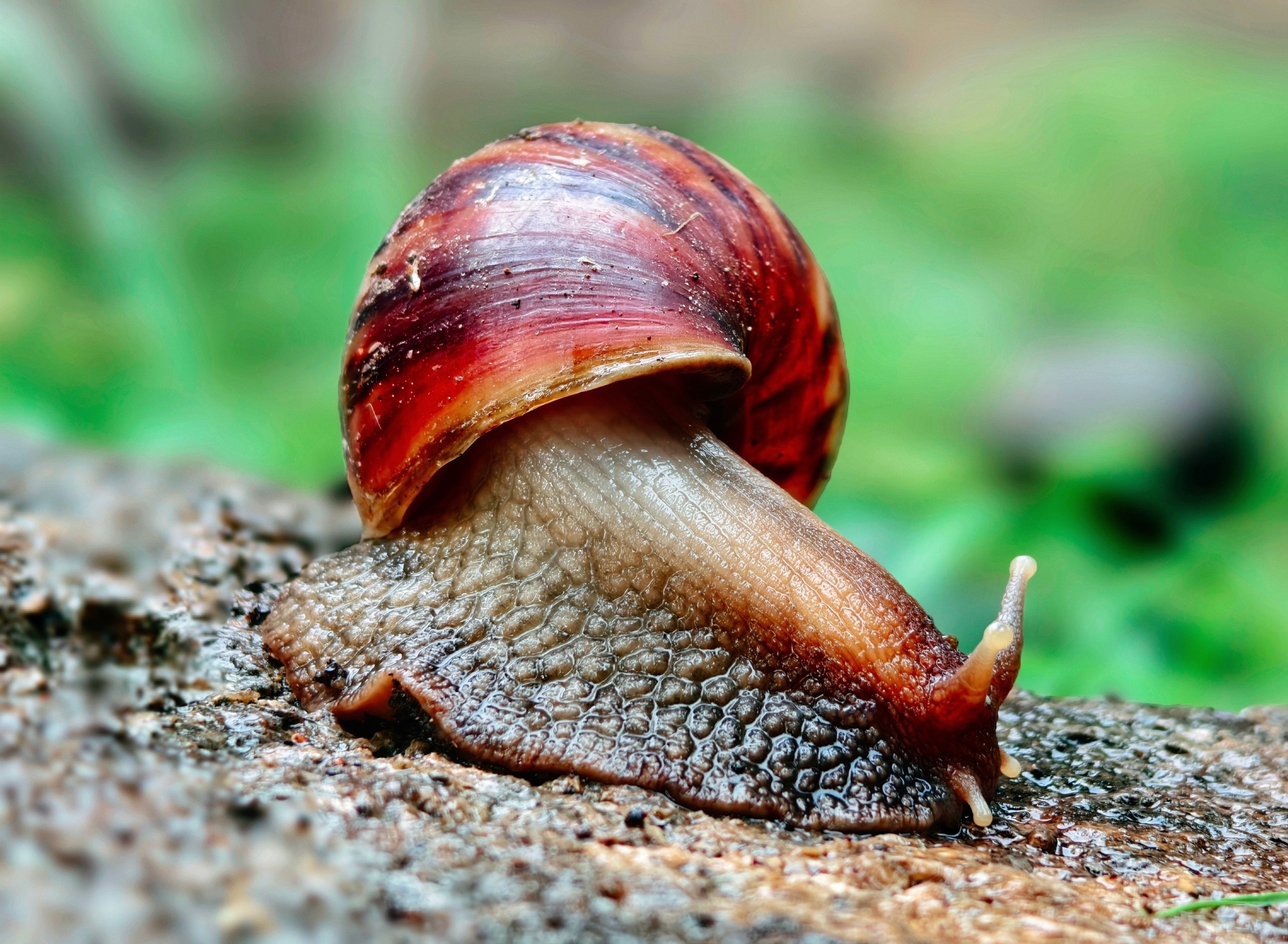 Road salt turns deadlier for freshwater snails under predator stress ...