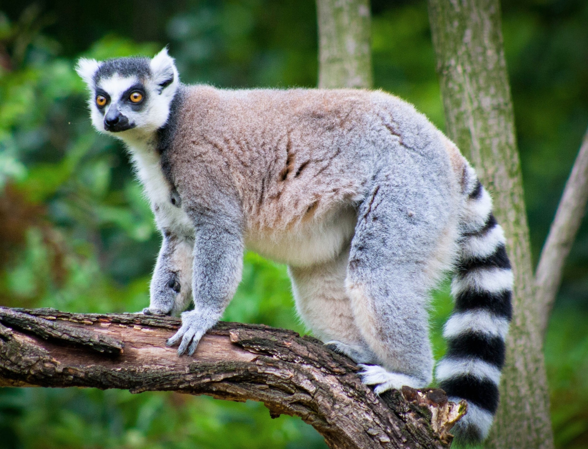 Climbing down trees reshaped early primate evolution - Earth.com