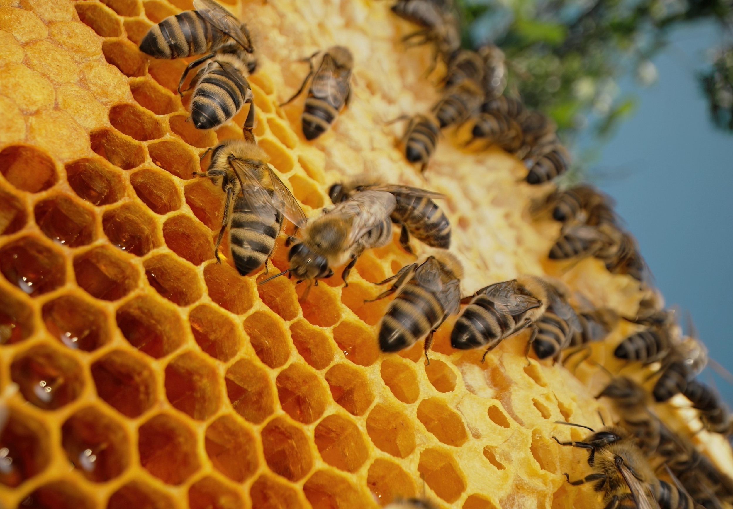 Honey bees use a defined ‘dance floor’ inside the hive - Earth.com