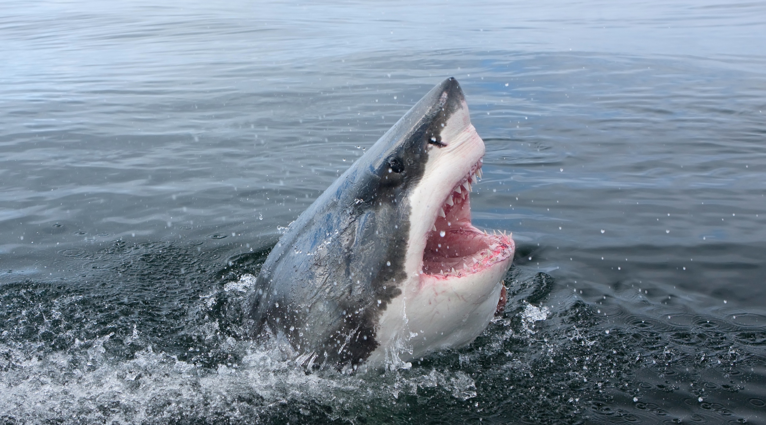 Shark bites were near average in 2025, but fatalities increased - Earth.com