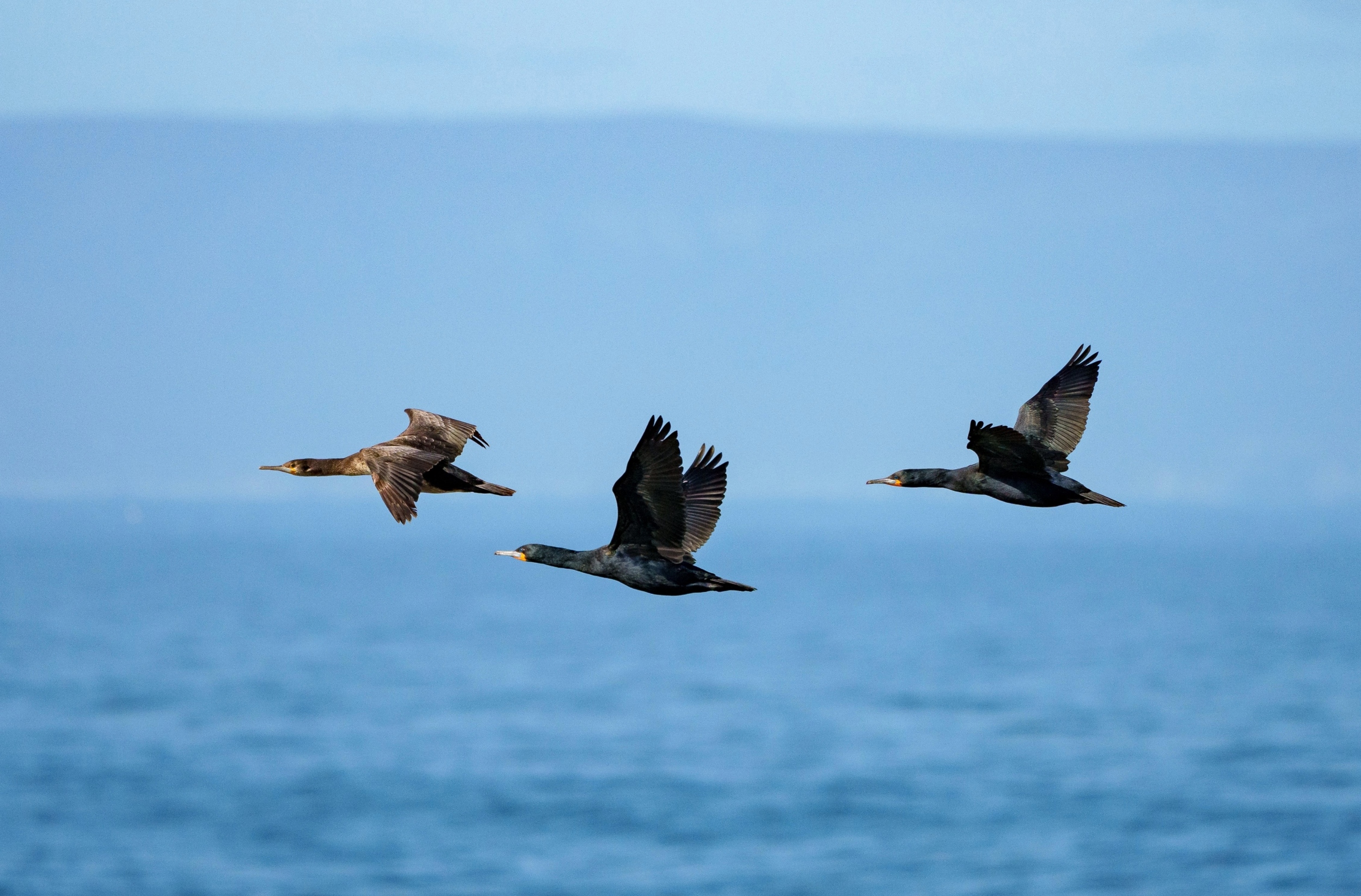 Migrating birds change altitude to survive desert and sea crossings ...
