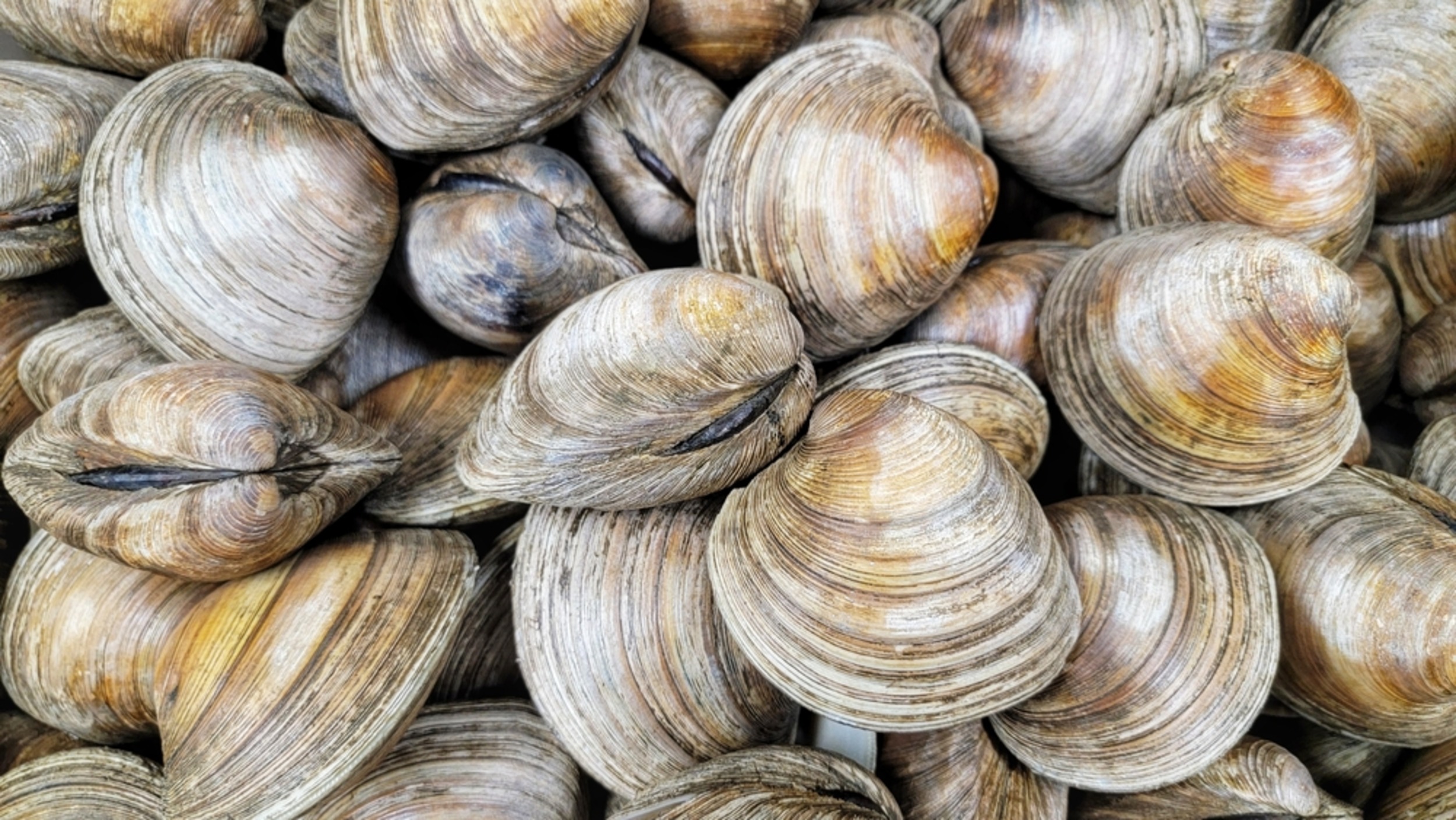Clam shells reveal 1,000 years of ocean history - Earth.com