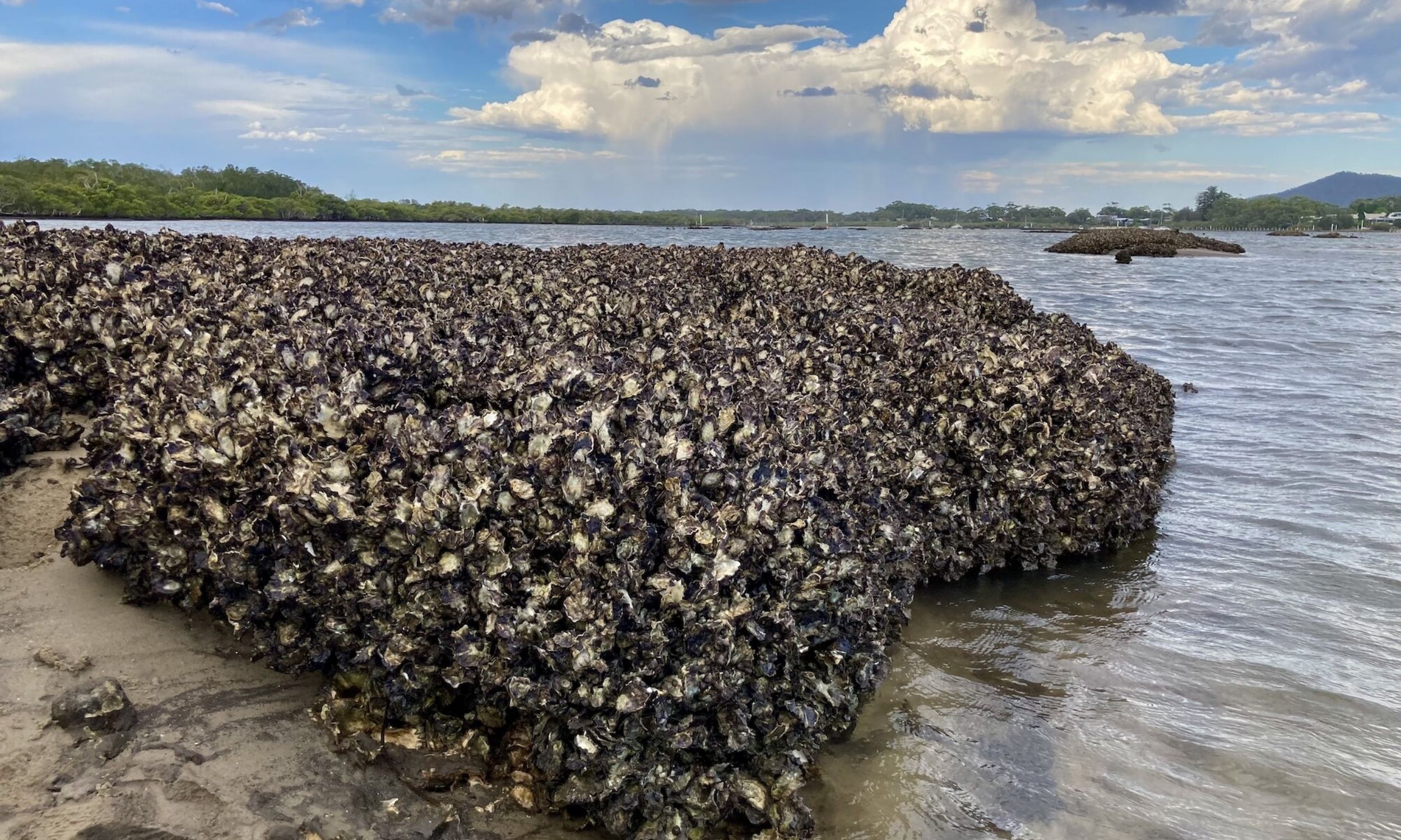 Oyster reef restoration could protect coastlines from erosion - Earth.com