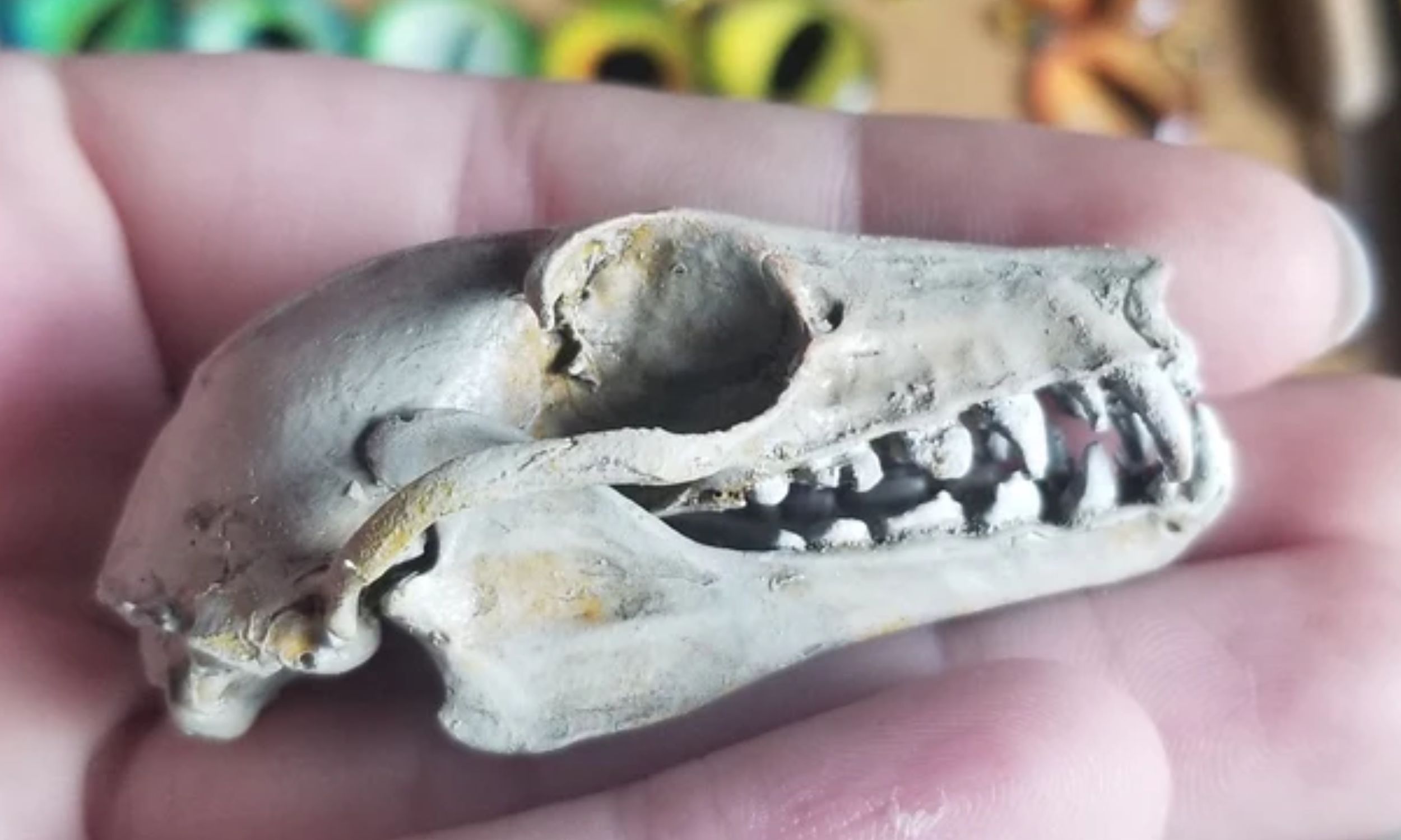 Bat evolution reveals link between echolocation and skull shape - Earth.com