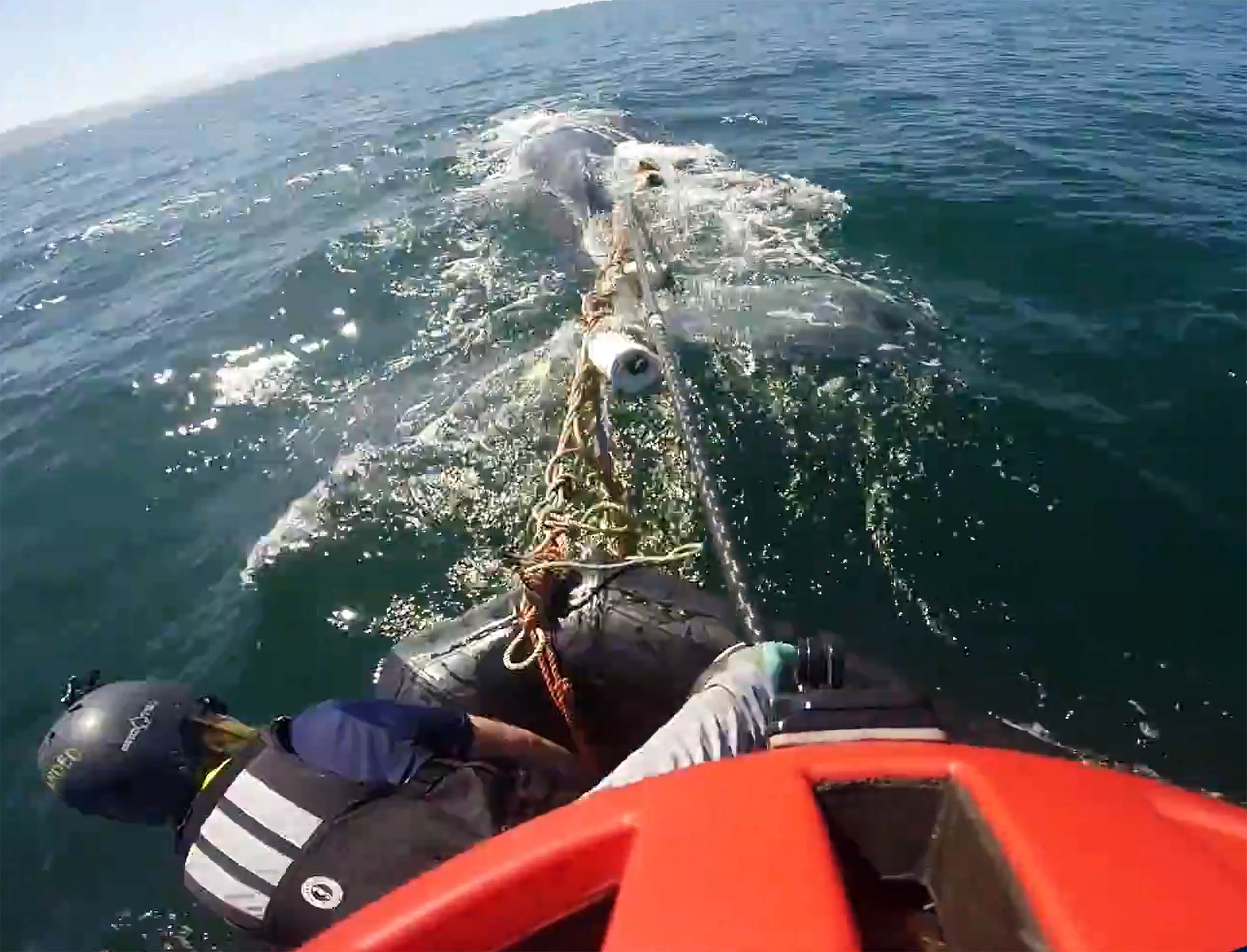 Whale entanglements in fishing gear have surged since 2014 - Earth.com