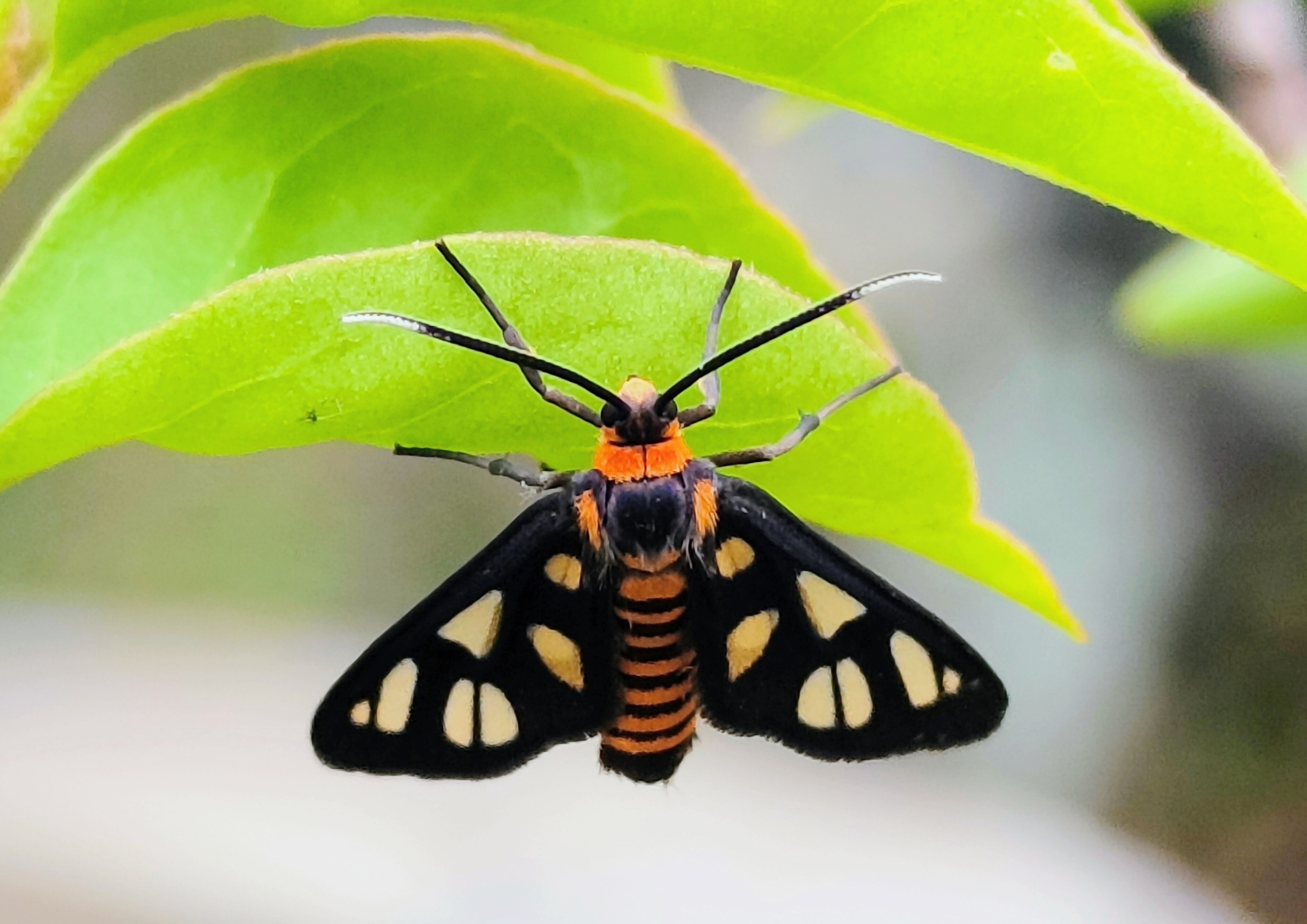 Moths survived 300 million years - why are they vanishing now? - Earth.com