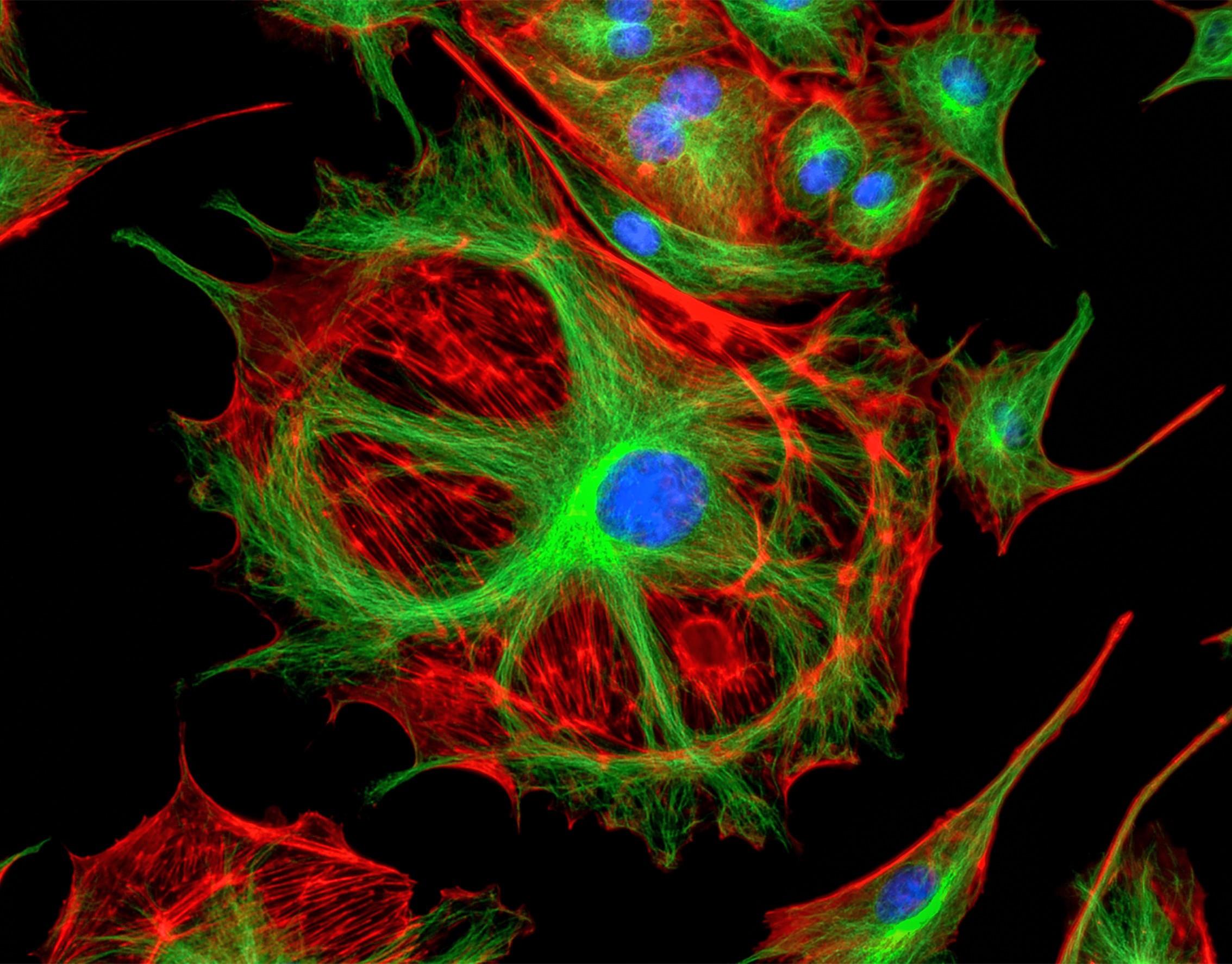 Scientists discover a surprising new way cells divide - Earth.com