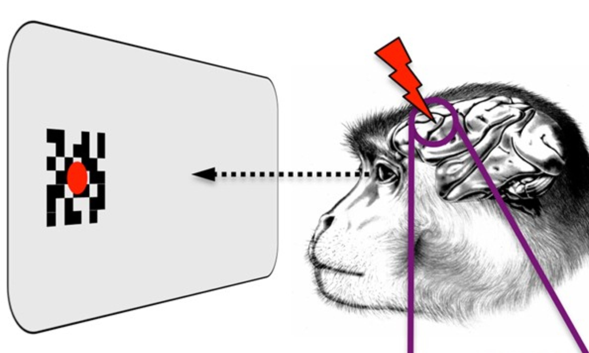 Tiny AI model predicts how visual neurons process images - Earth.com