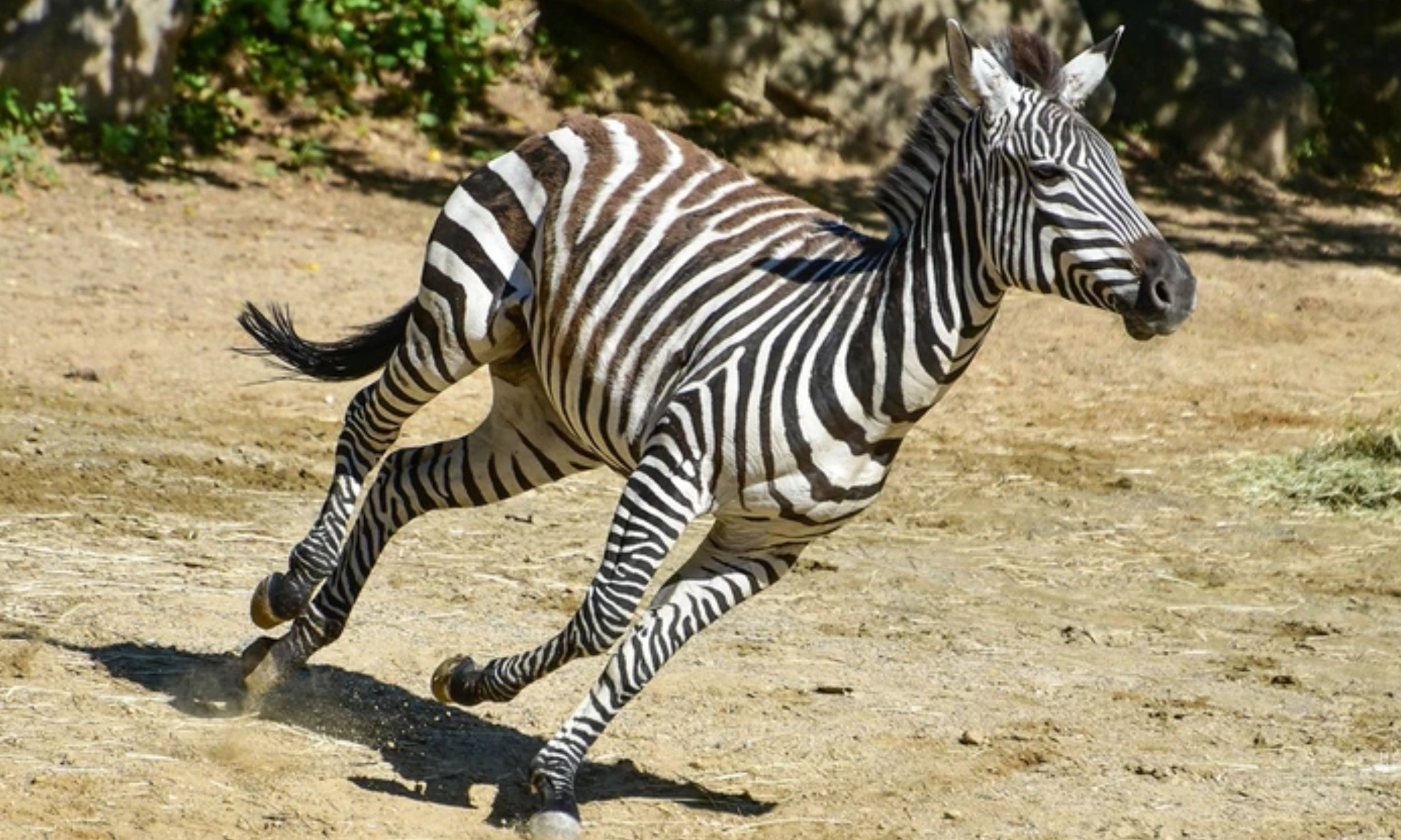 Why zebras cannot be domesticated like horses - Earth.com