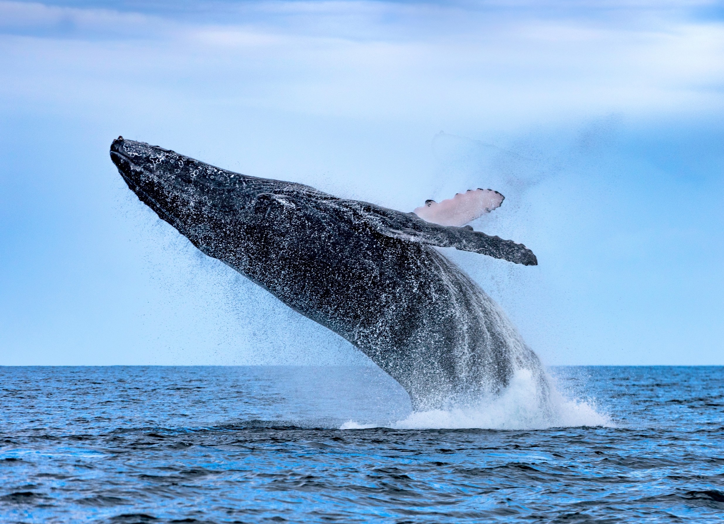 Older male humpback whales breed more as populations recover - Earth.com
