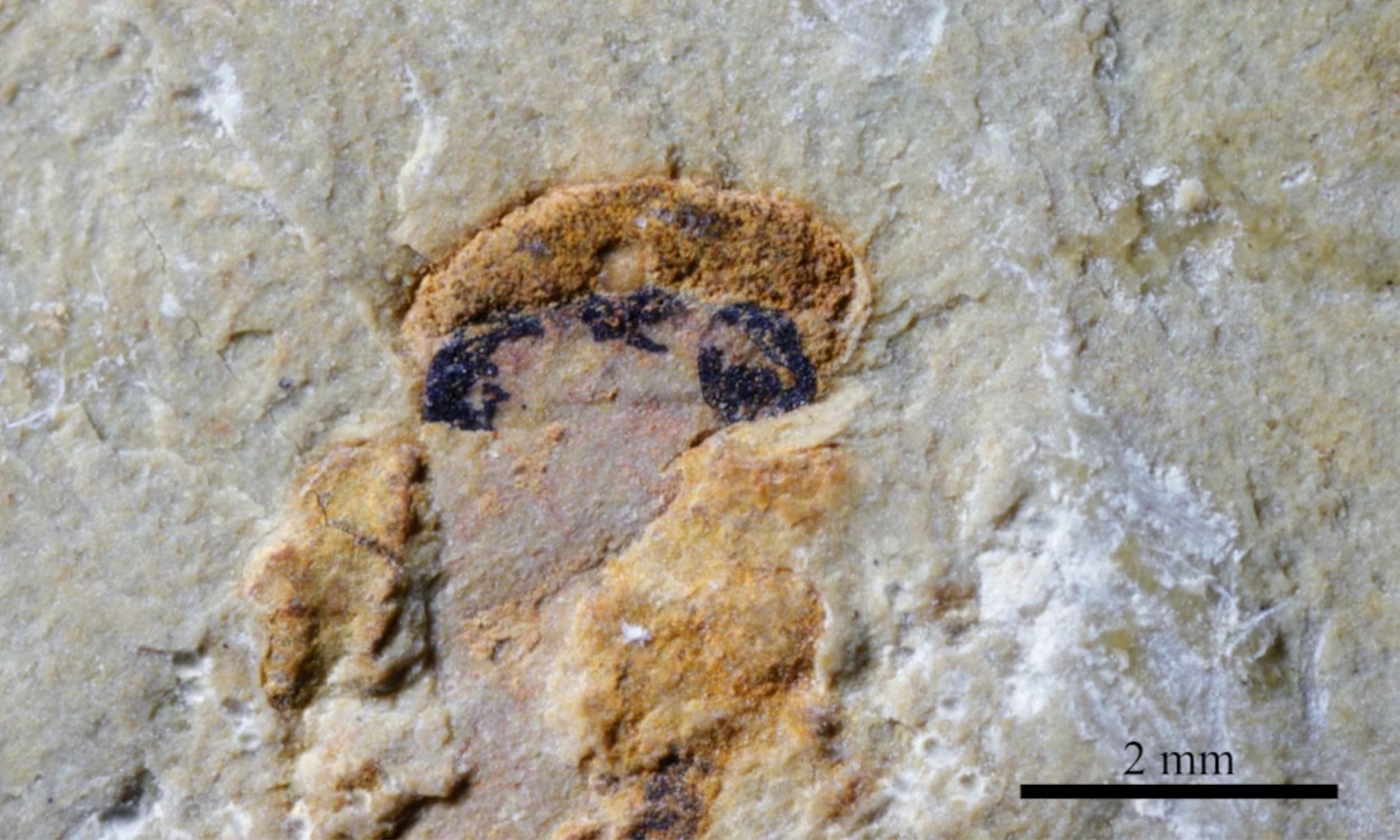 Fossil shows early vertebrates had four eyes - Earth.com
