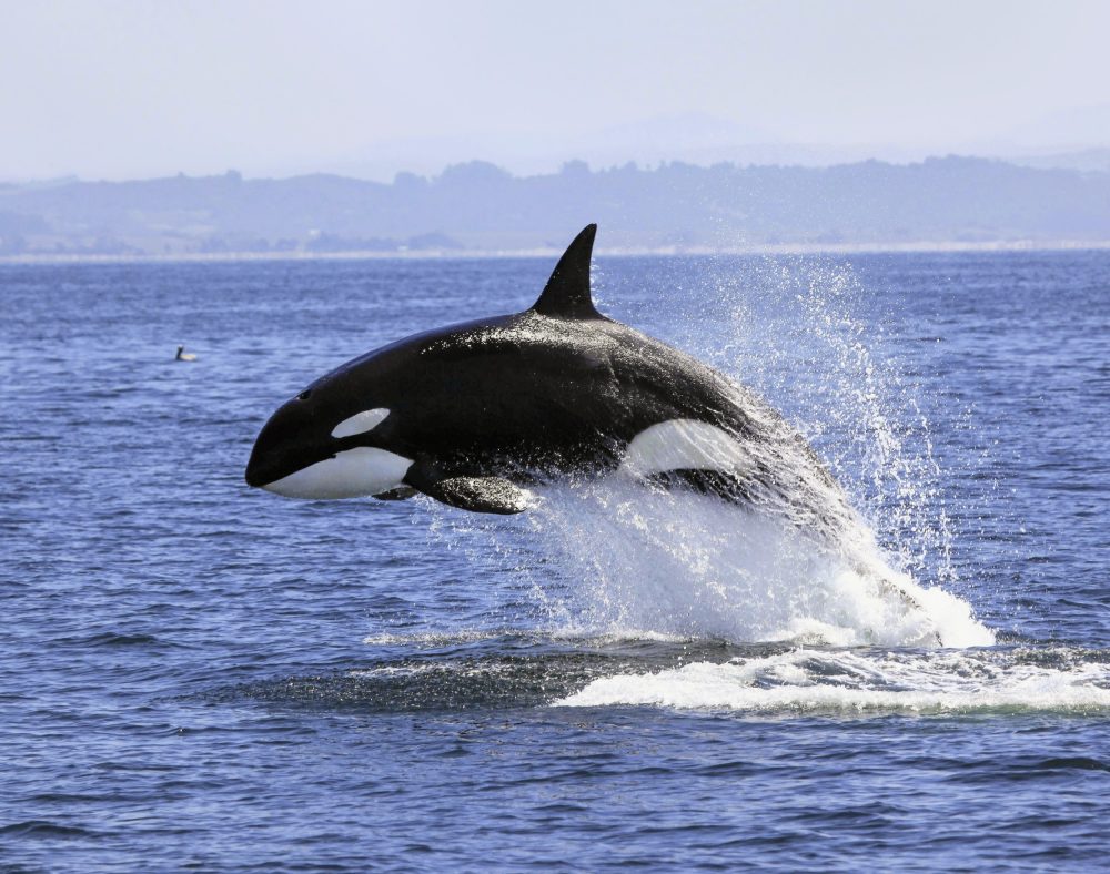 Severed fins reveal killer whales hunting their own kind - Earth.com