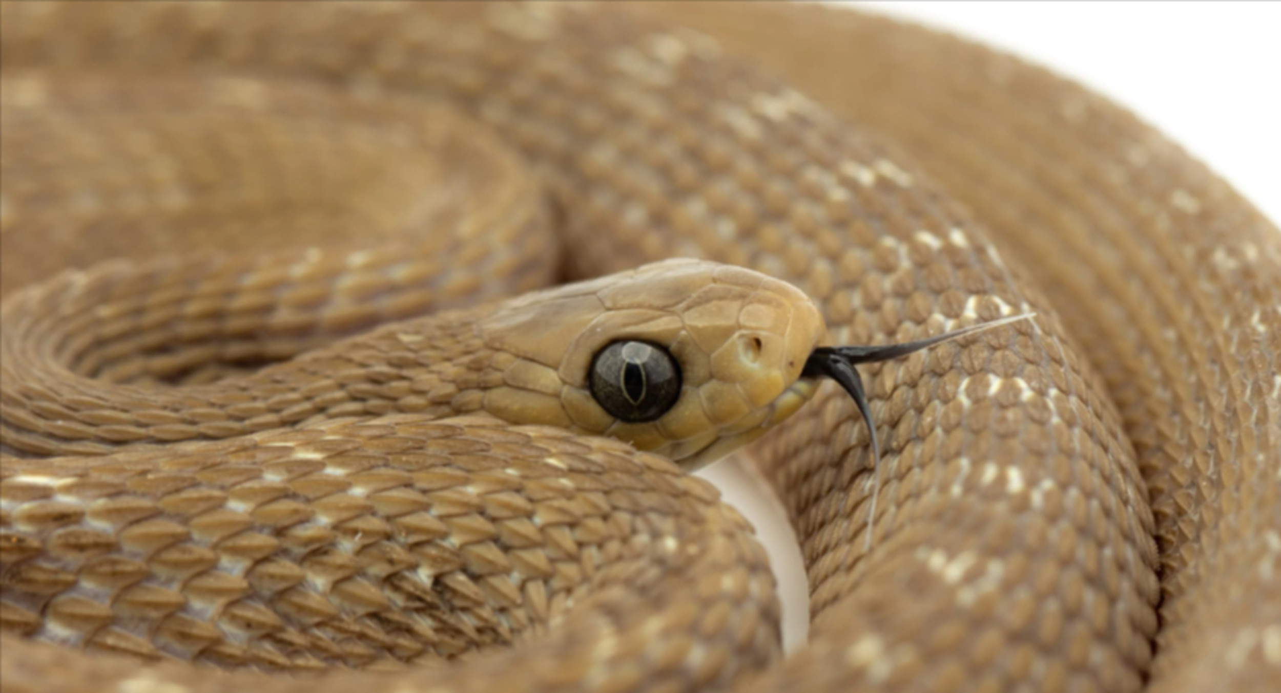 African snake has a jaw-dropping appetite - Earth.com