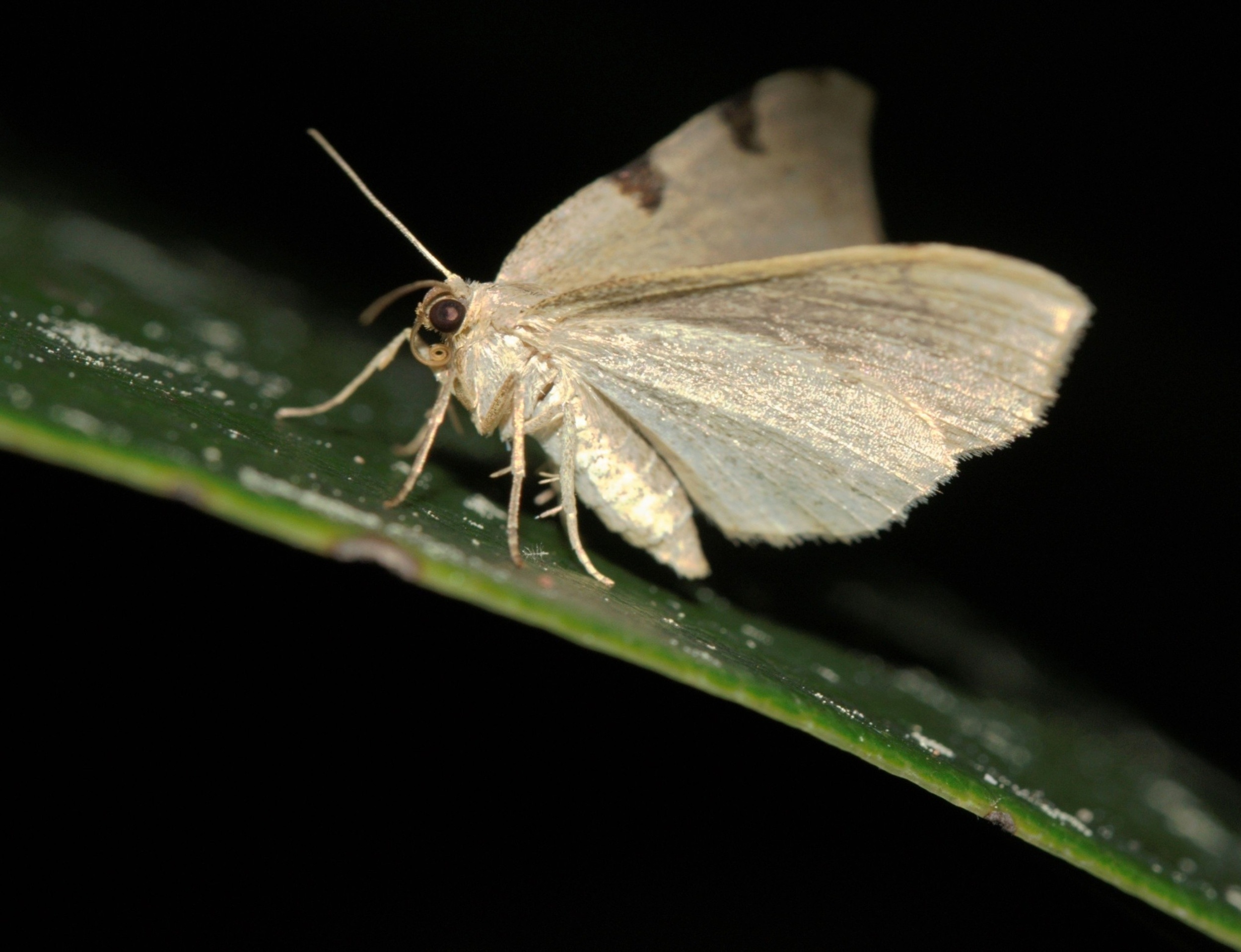Moths rely on Earth's magnetic field during nighttime migrations ...
