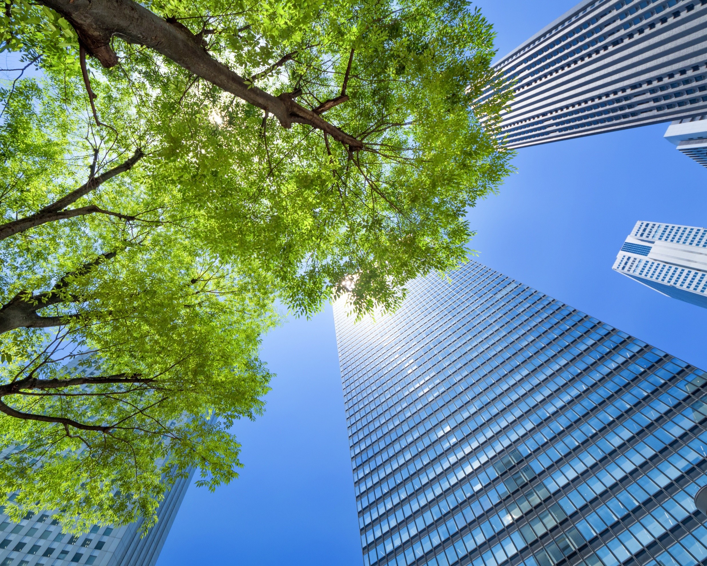 Urban trees emerge as the biggest carbon sink in cities - Earth.com