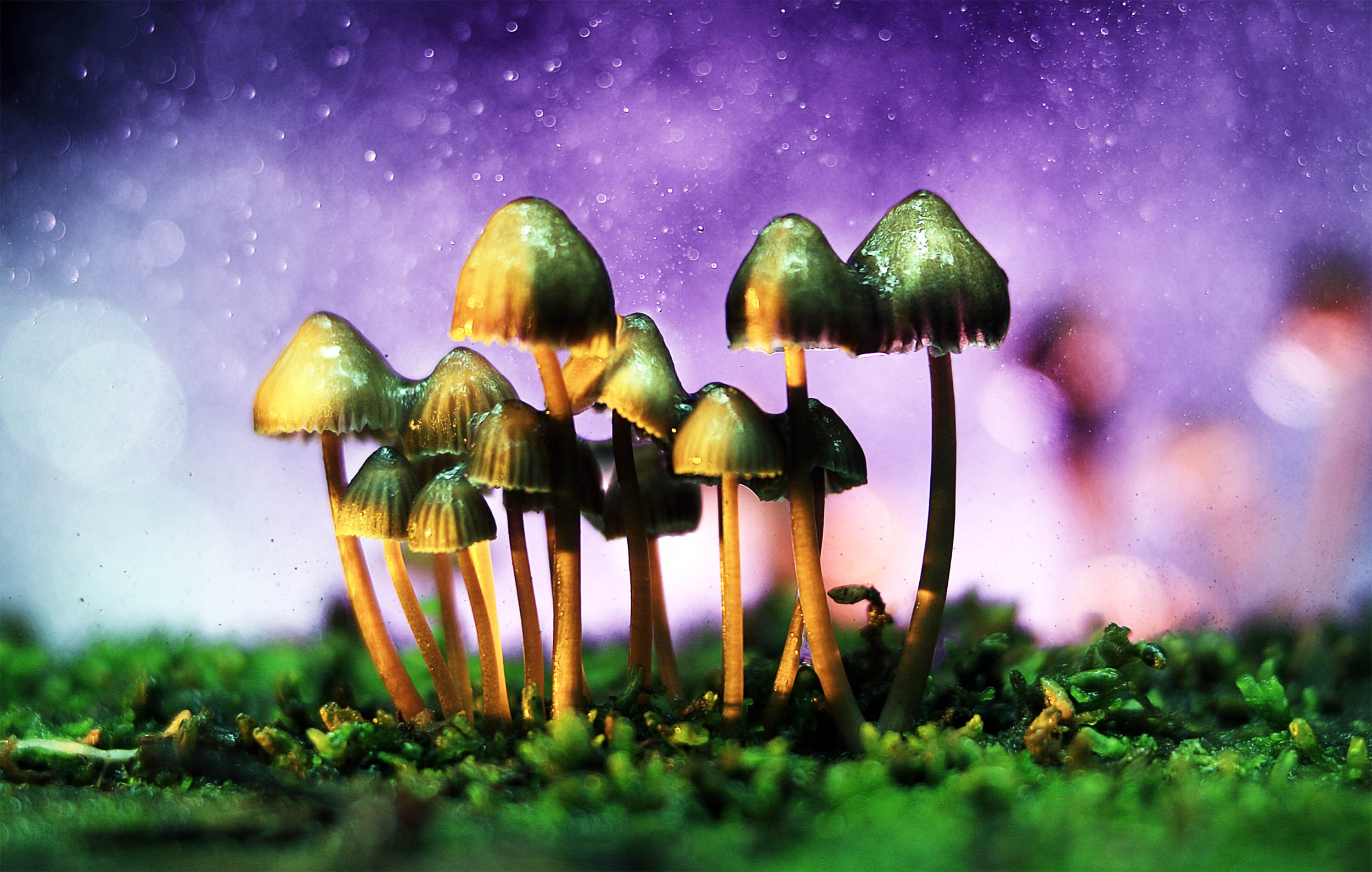 New 'magic mushroom' species rewrites its evolutionary history - Earth.com