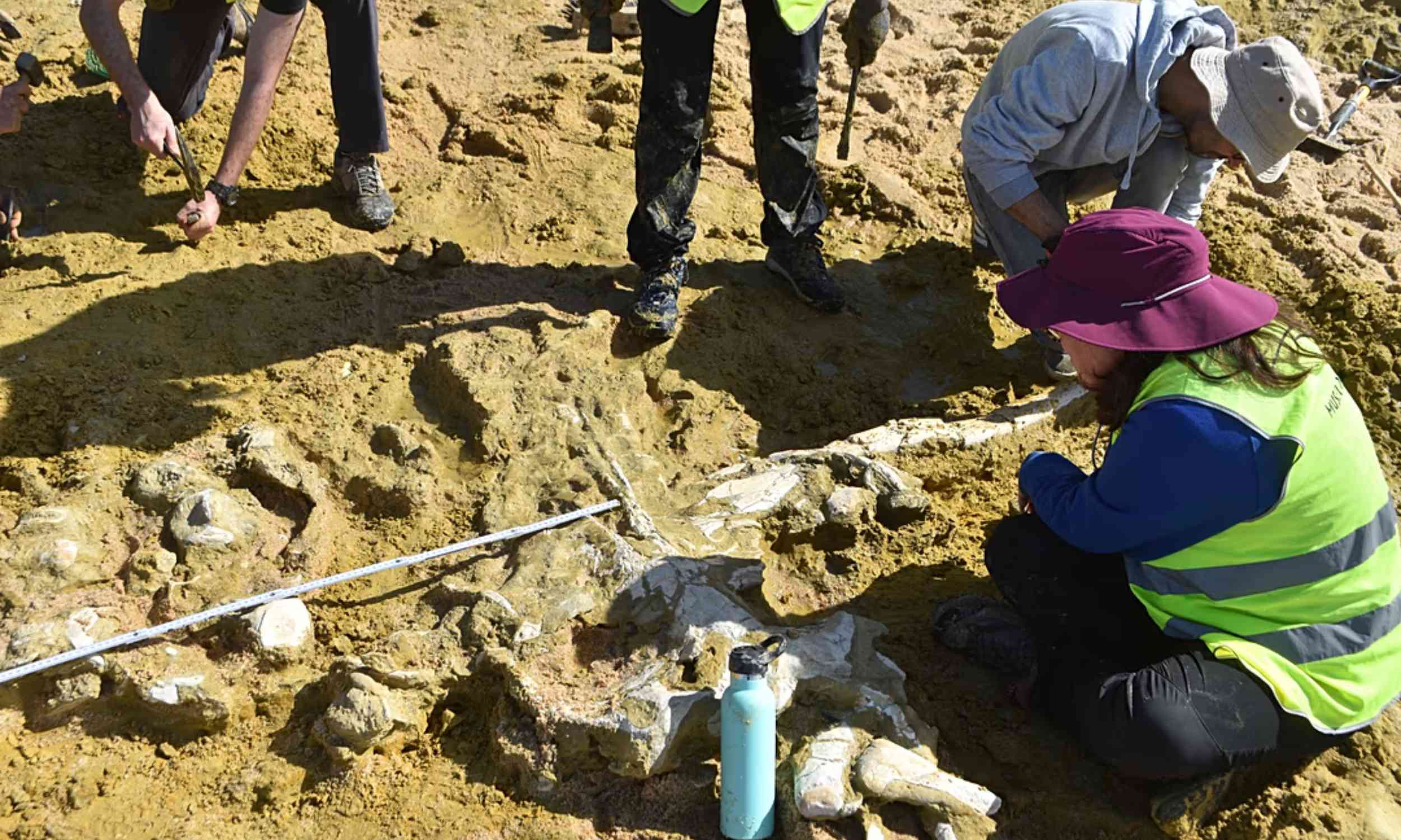 Two whales that lived 10 million years ago discovered on a beach ...