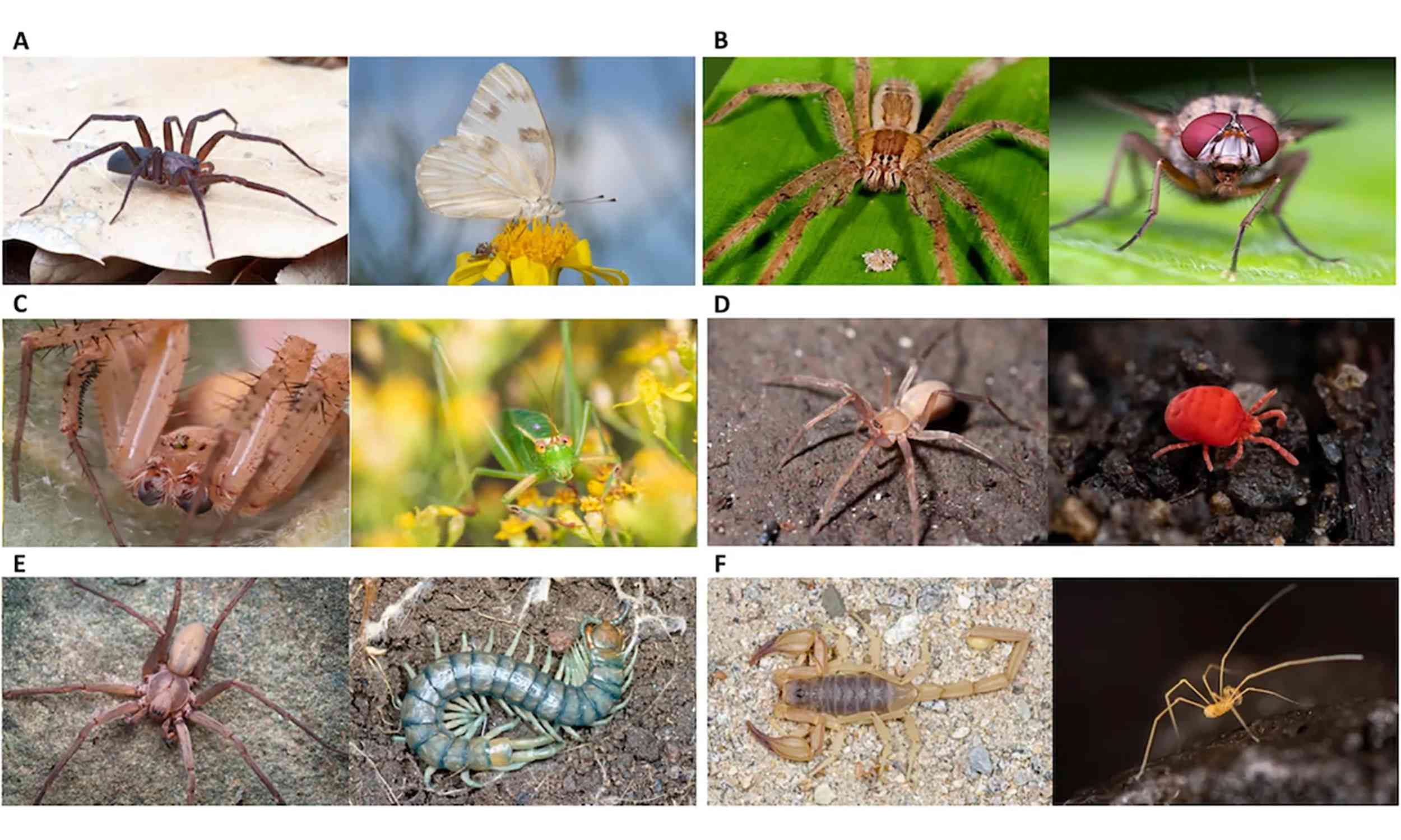 Study reveals why people fear some spiders more than others - Earth.com