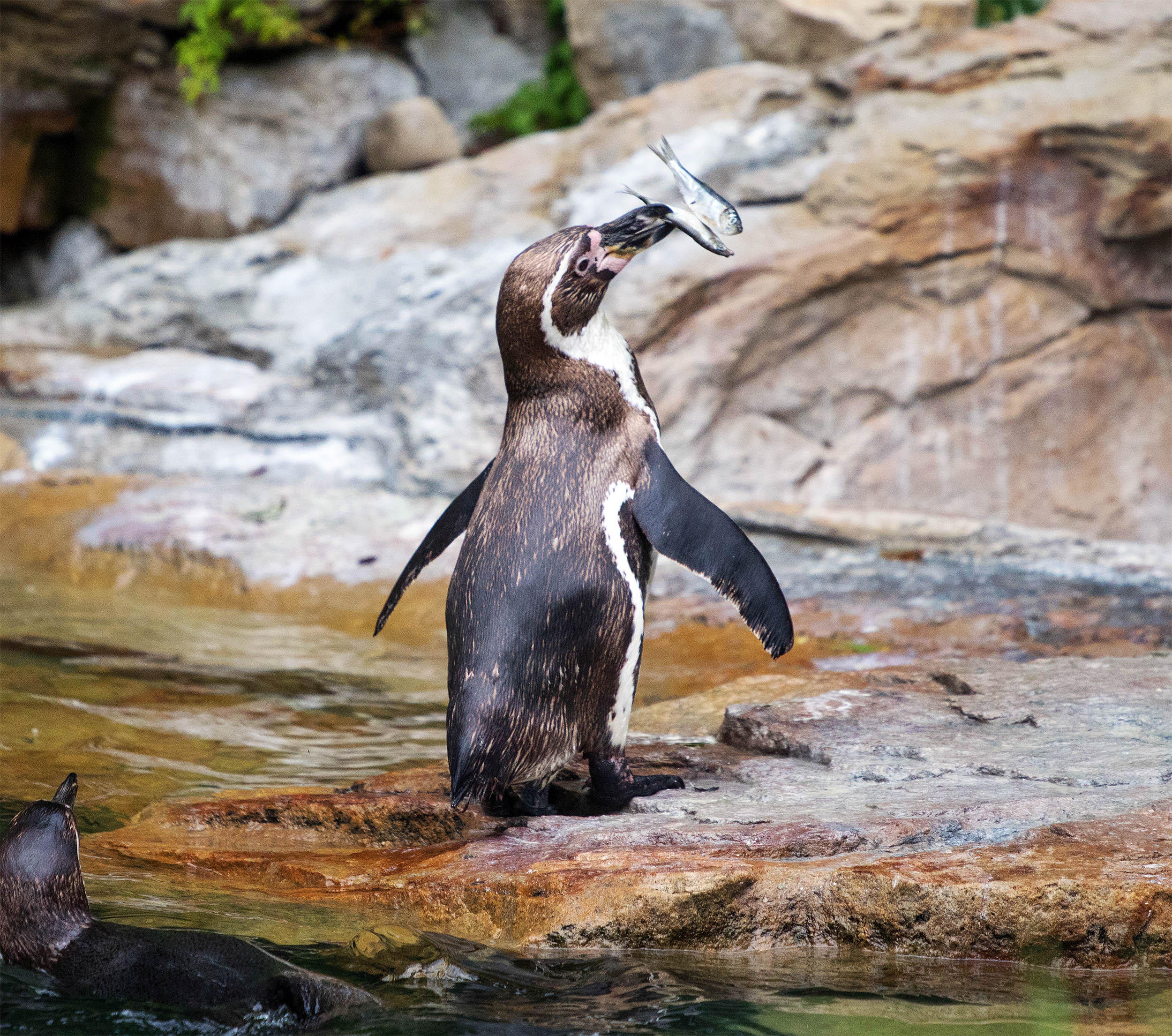 Penguins that are well-fed live longer but age faster, like humans ...