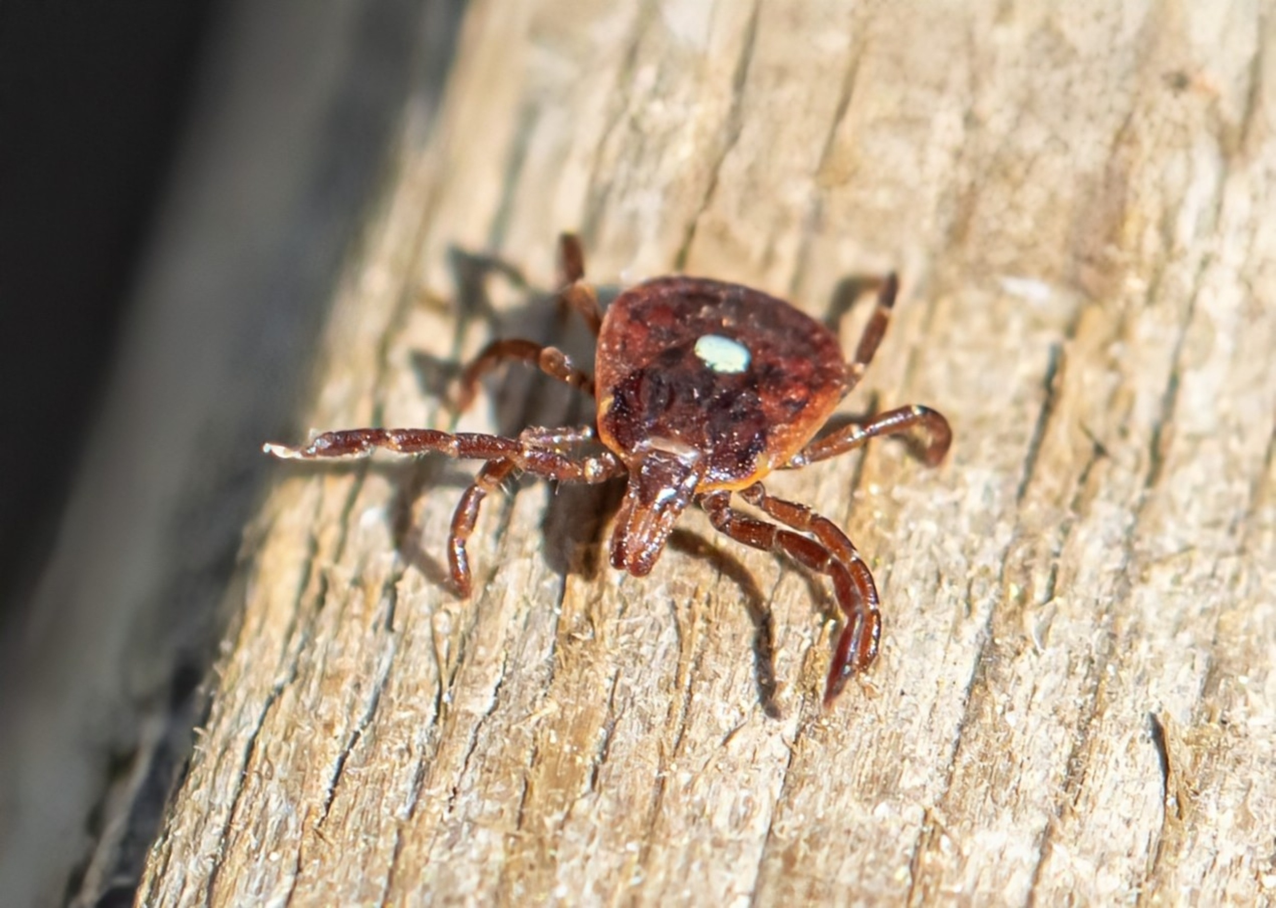 Ticks can survive inside homes longer than expected - Earth.com