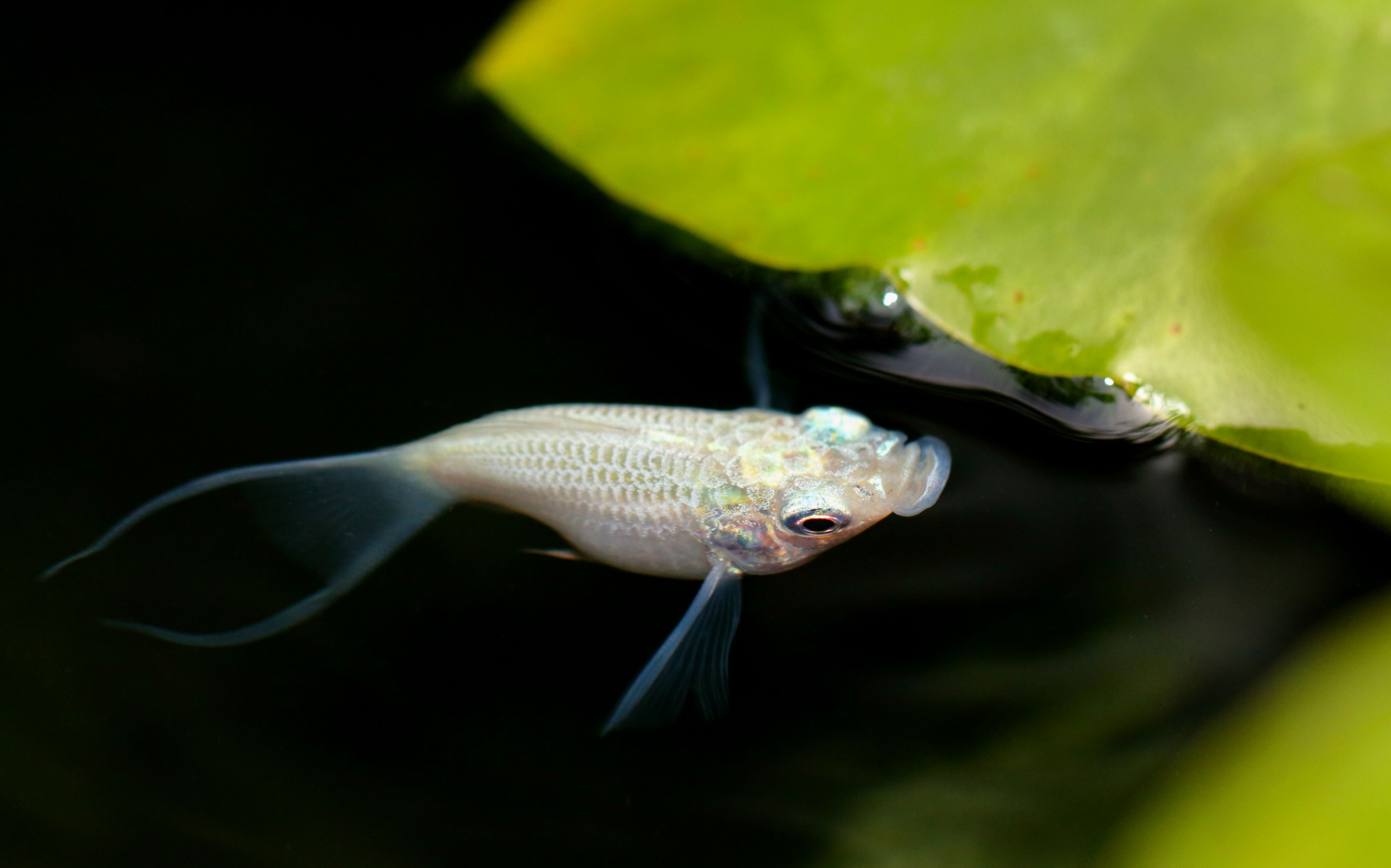How Amazon molly fish survived 100,000 years without sex - Earth.com