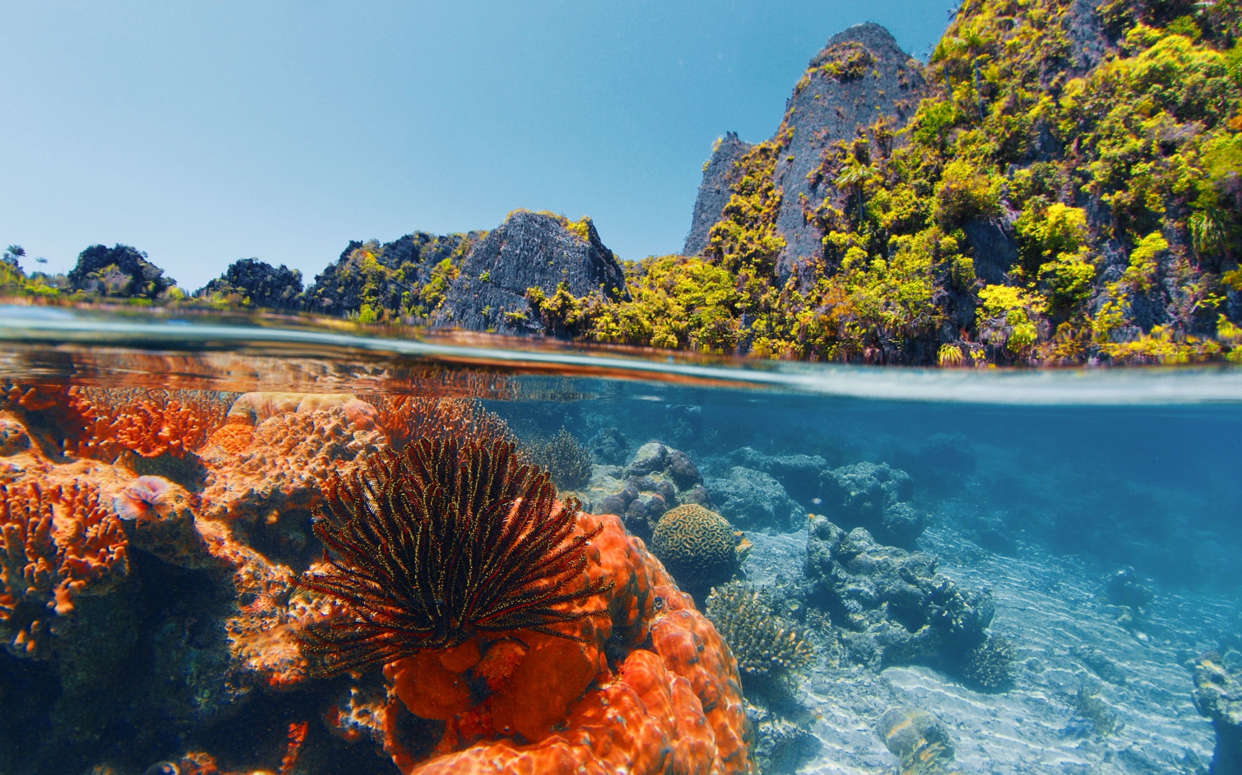 Scientists race to help corals evolve before oceans get too hot - Earth.com