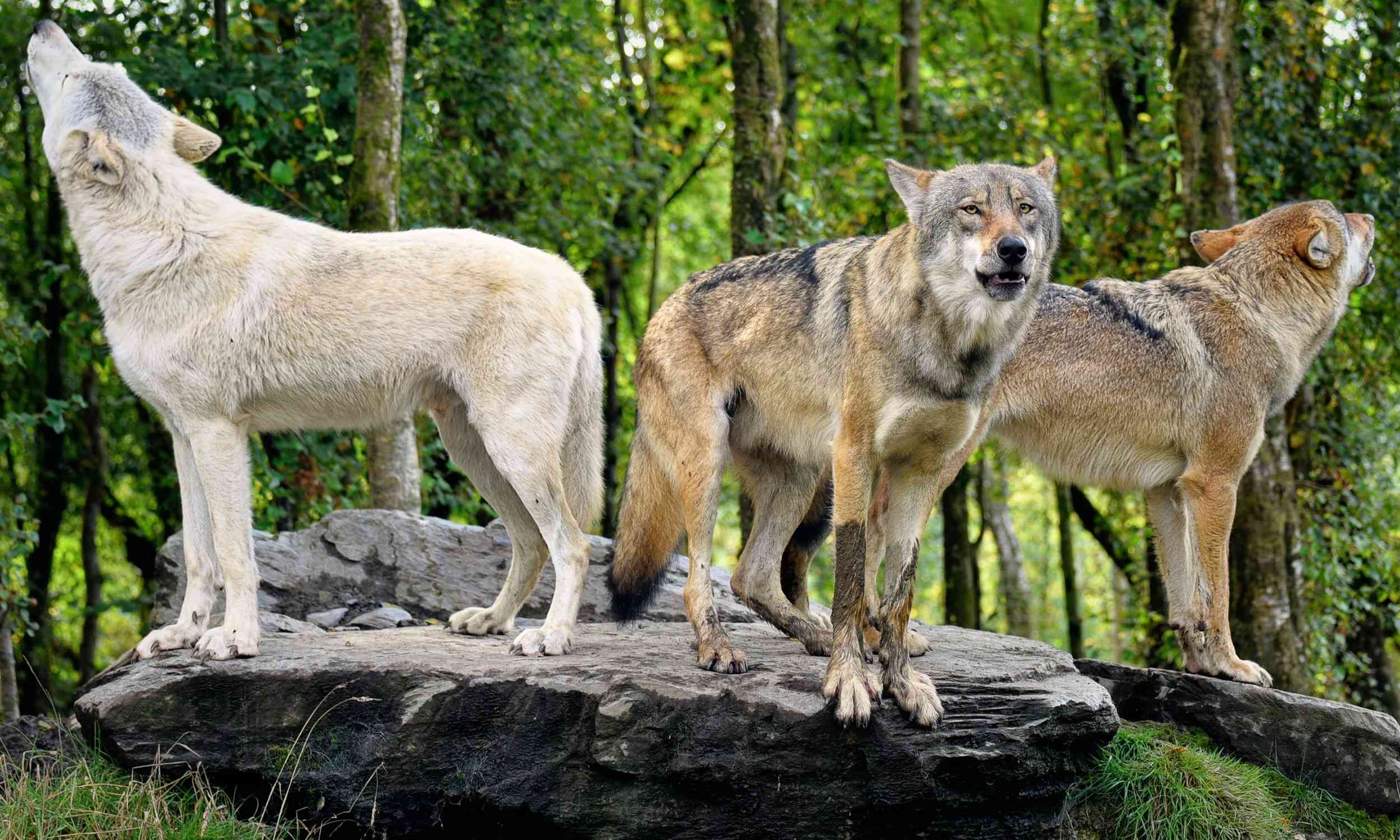 Urban wolves are learning how humans behave - Earth.com