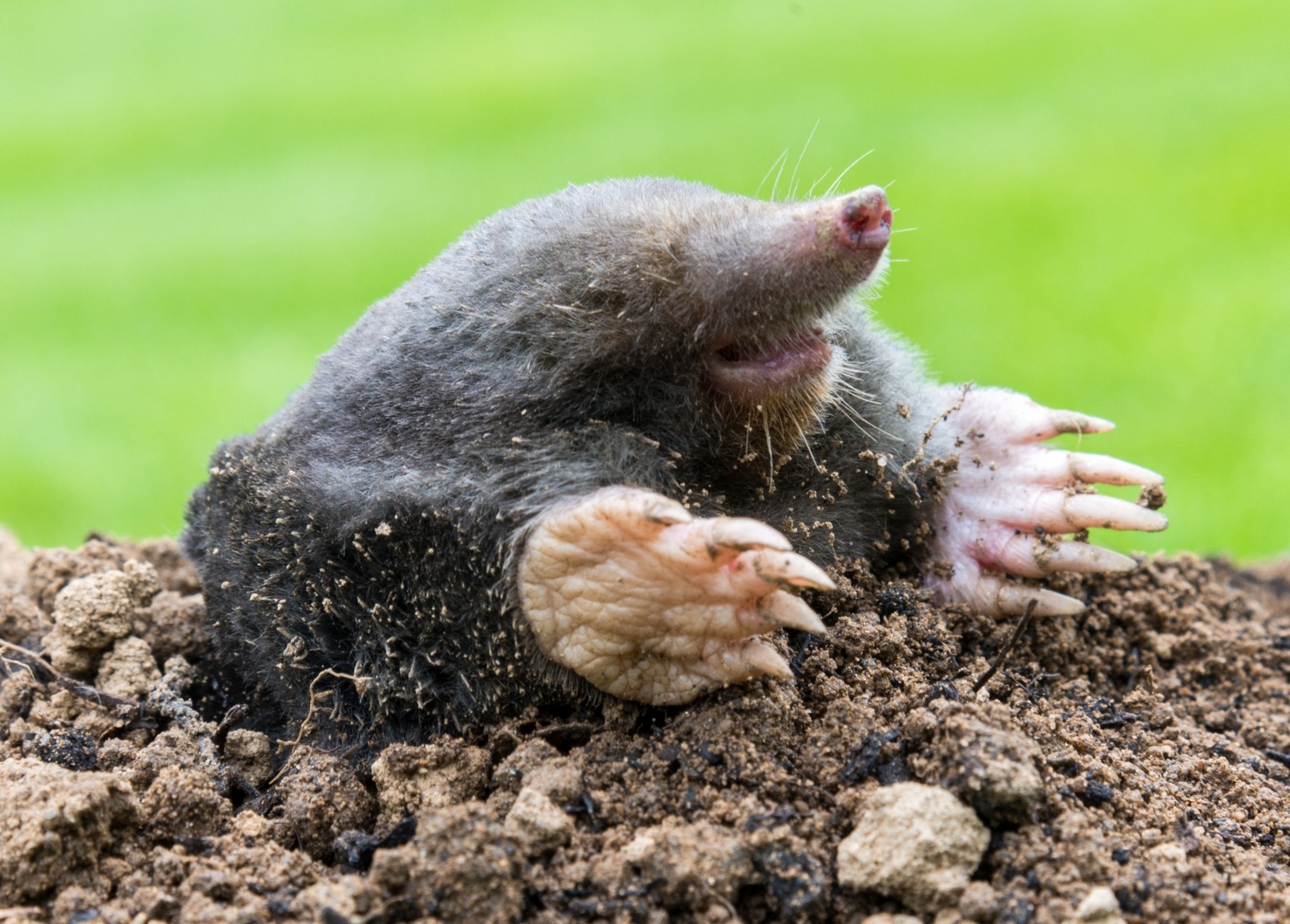 Wild animals are reshaping Earth’s surface - Earth.com