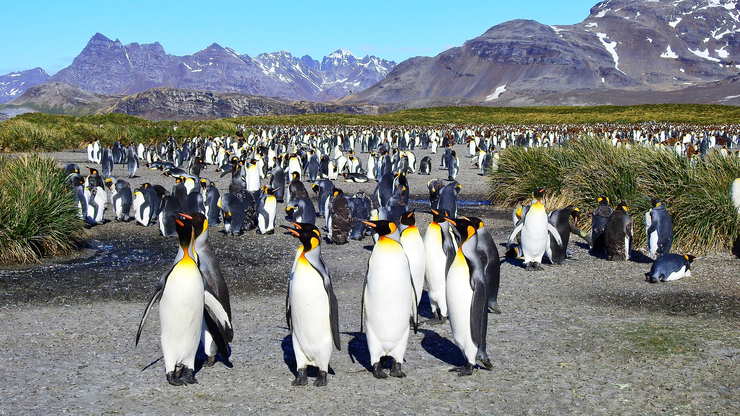 King penguins are thriving in the warmer Antarctic climate - Earth.com