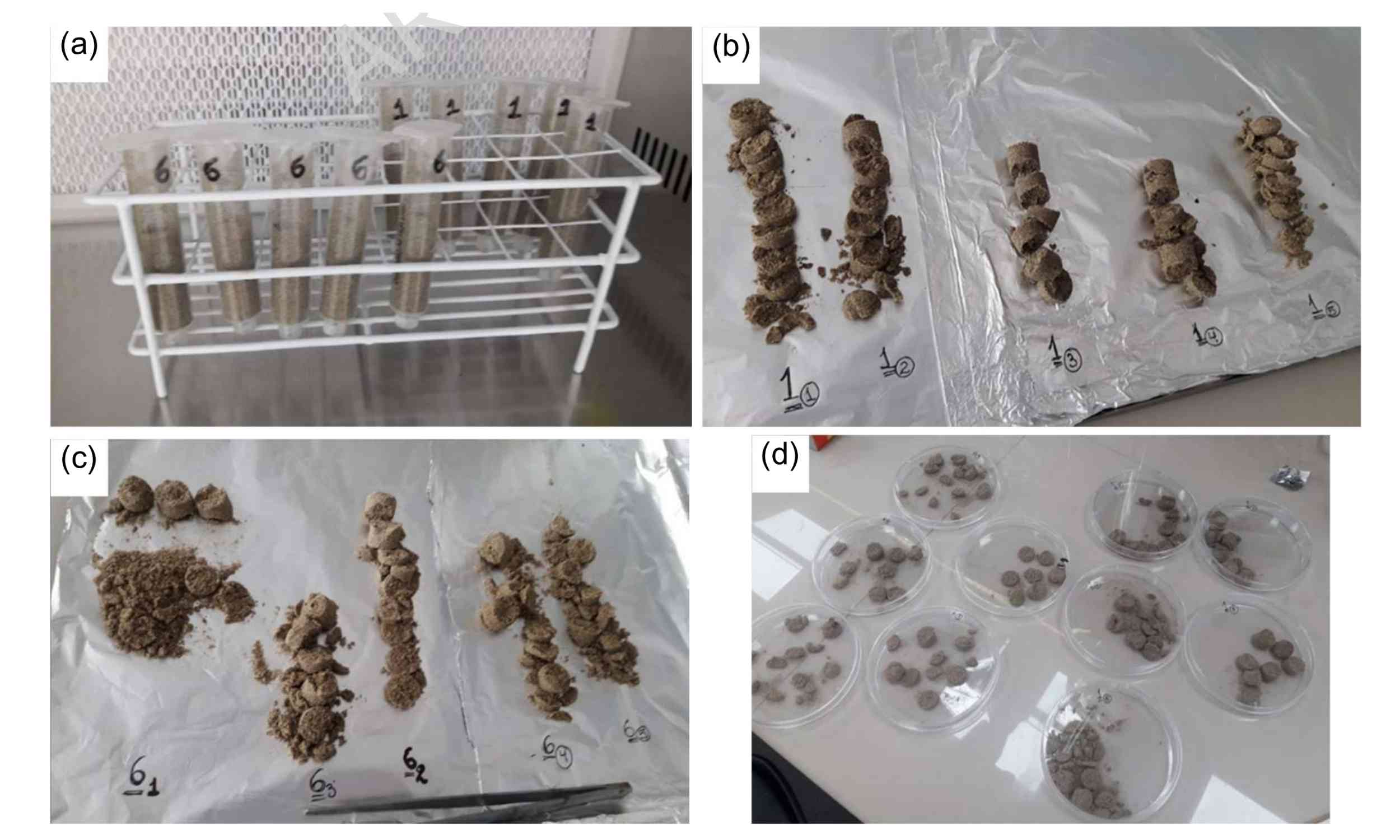 Common soil bacterium is key ingredient in natural bio-cement - Earth.com