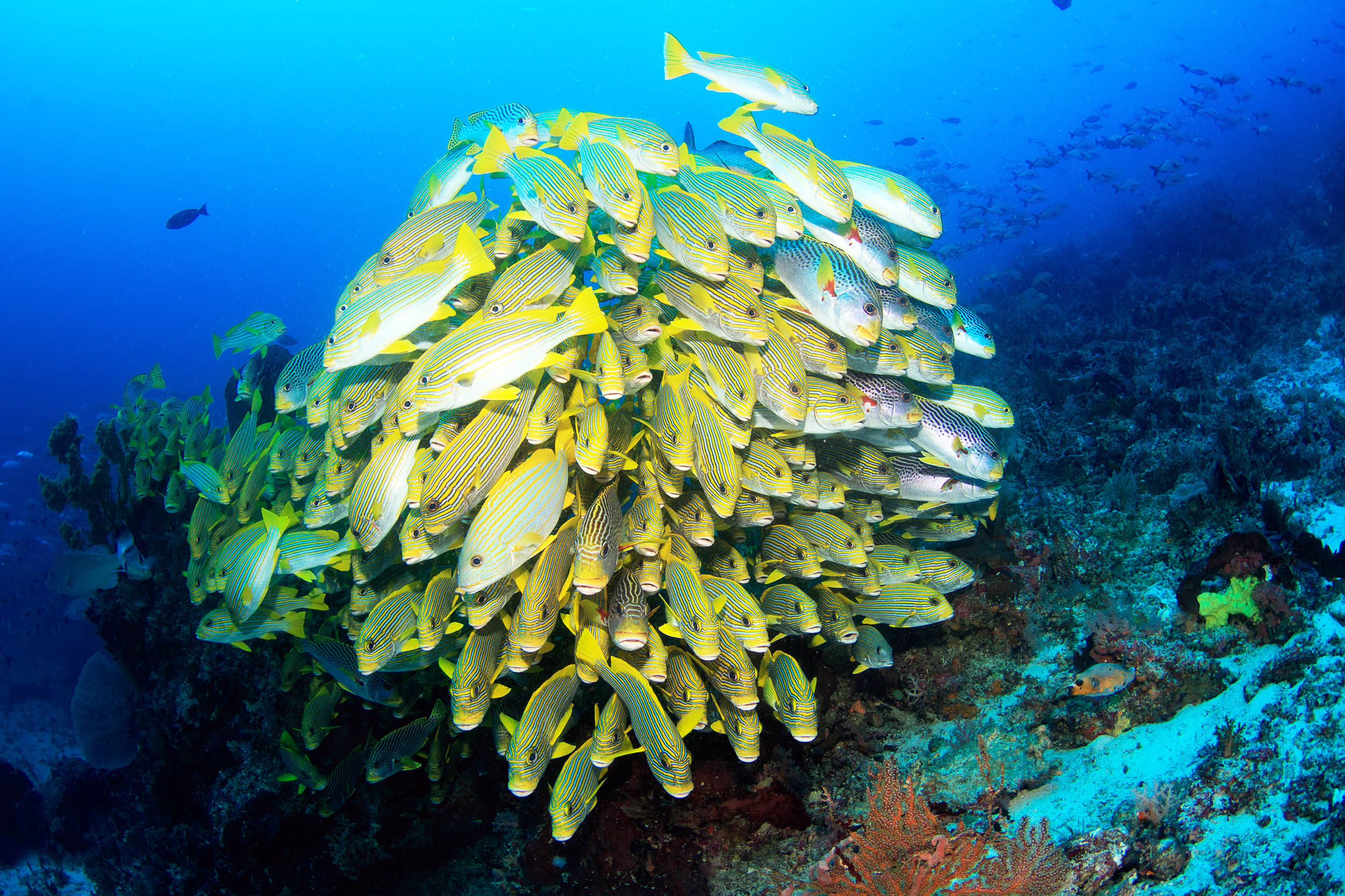 Fish have a 'third eye' that helps them tell which was is up - Earth.com