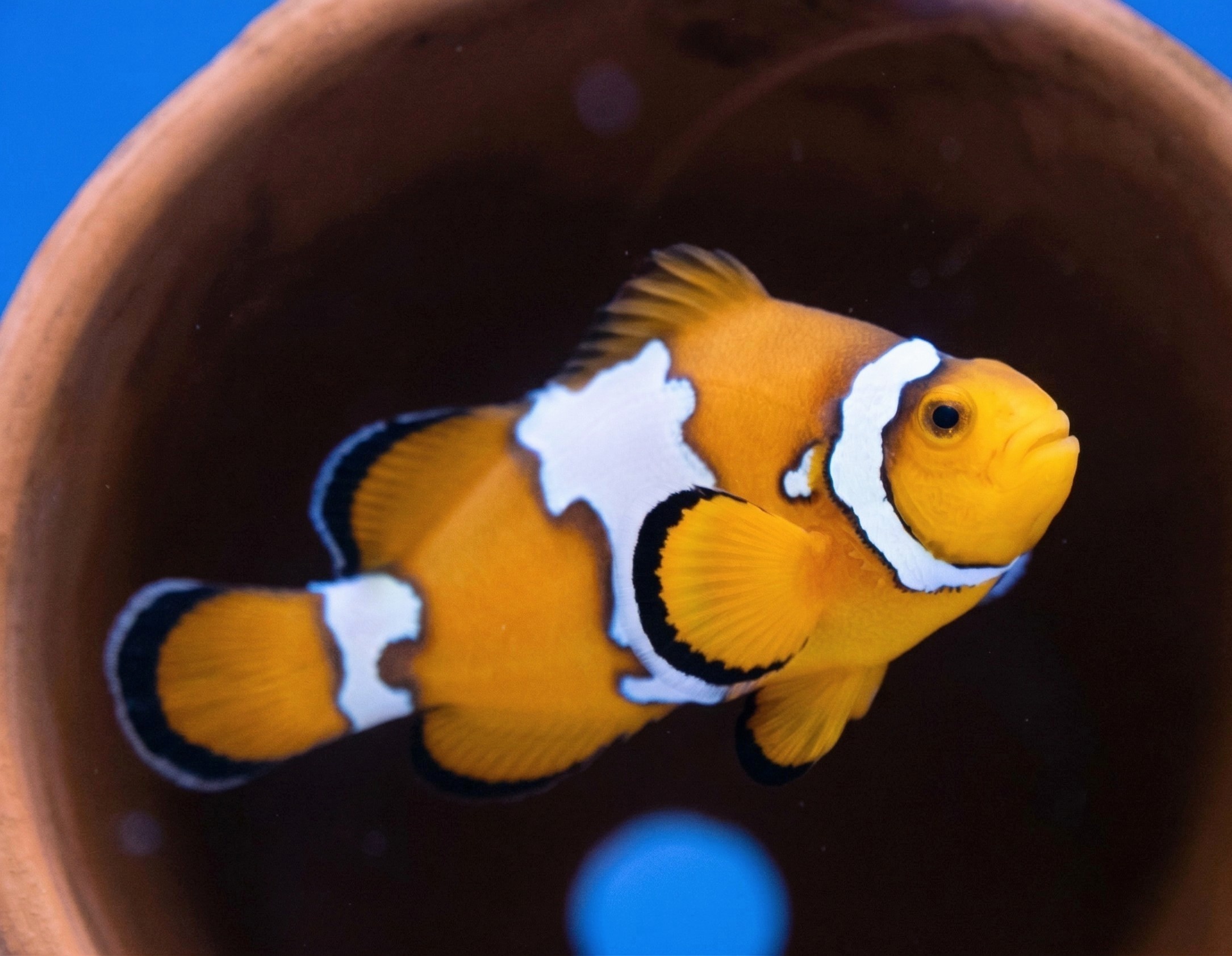 Mutant clownfish reveals the gene behind nature’s patterns - Earth.com