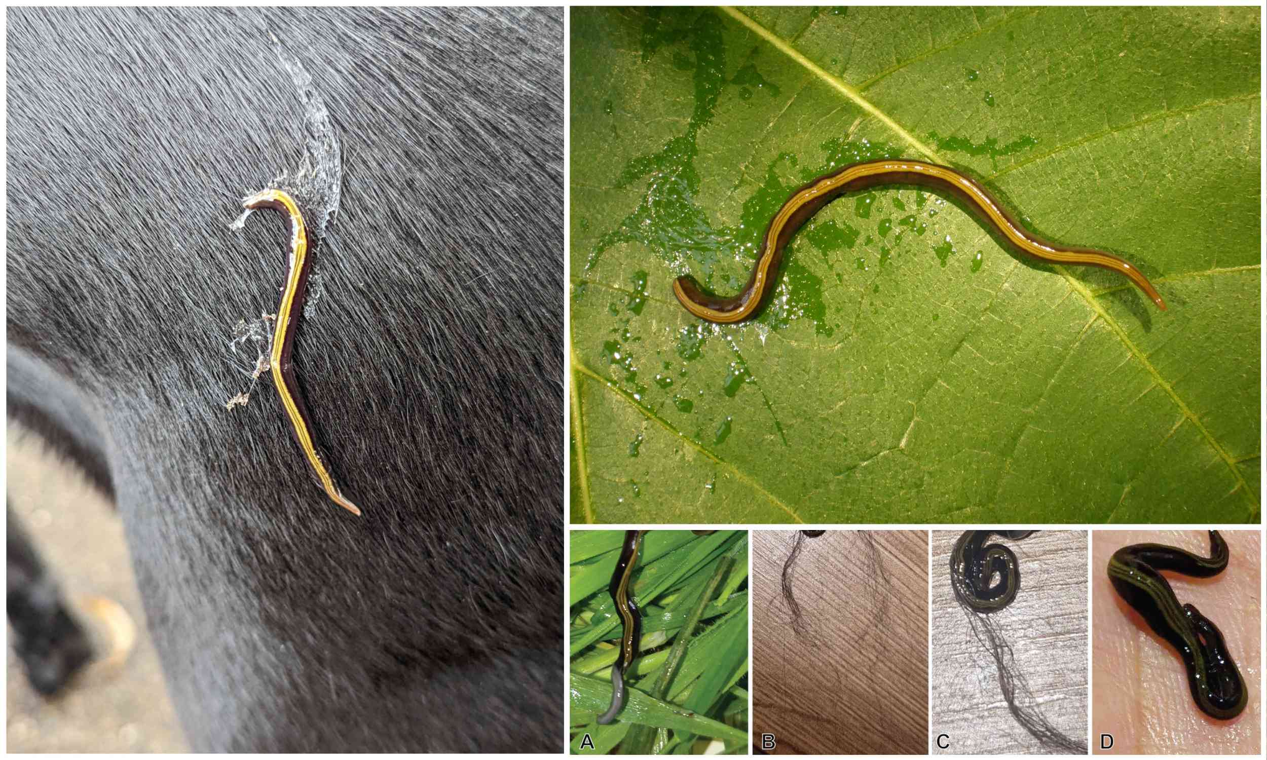 Pets are spreading an invasive flatworm species around the world ...