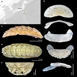 Scientists poll the internet to name a new deep-sea creature - Earth.com